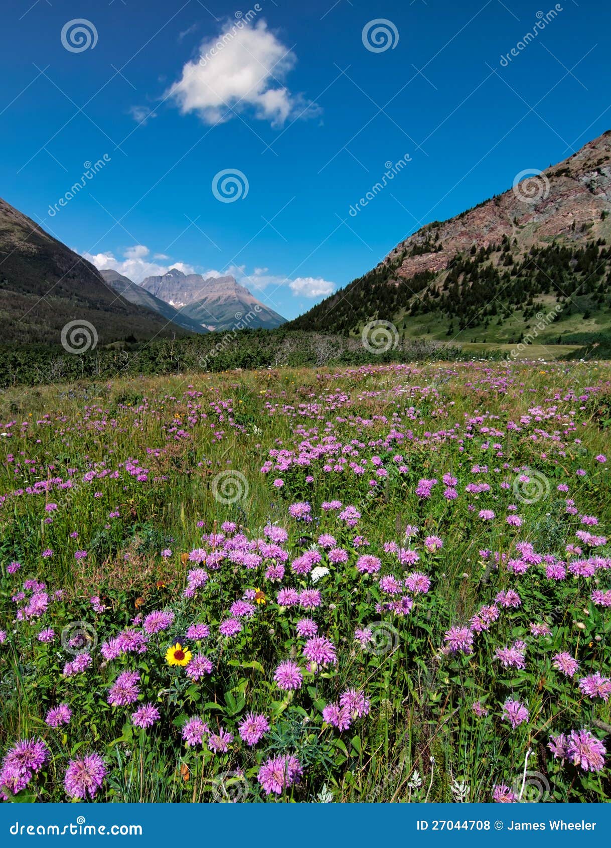 Purple Mountain Flowers stock photo. Image of beautiful - 27044708