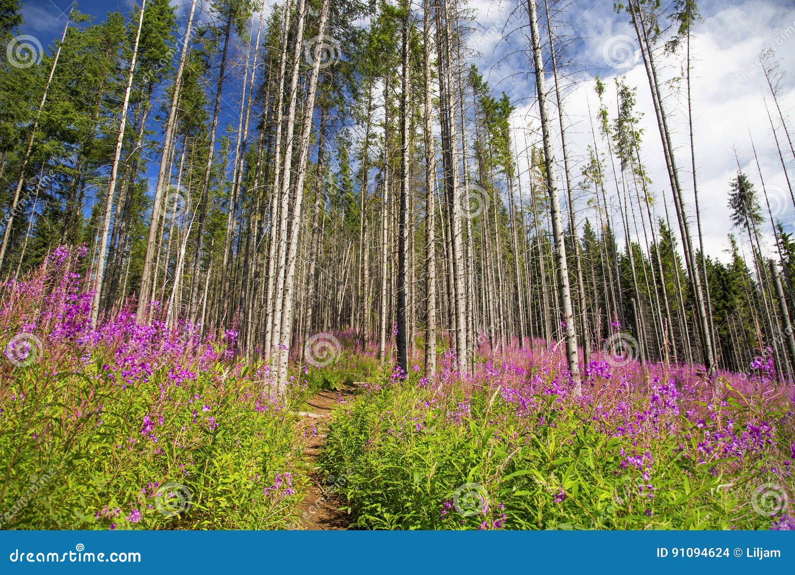 Purple Mountain Flowers Landscape with Path and Beech Trees Fore Stock ...