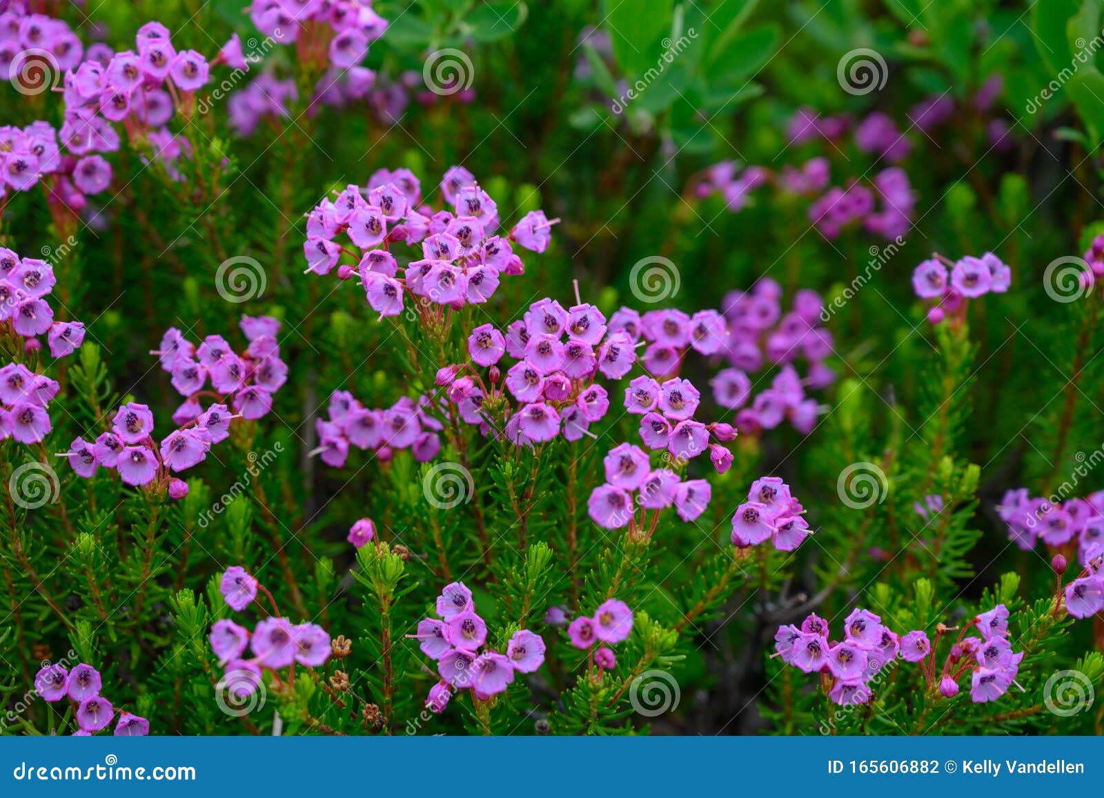 Purple Mountain Heather on Alpine Mountain Stock Photo - Image of ...