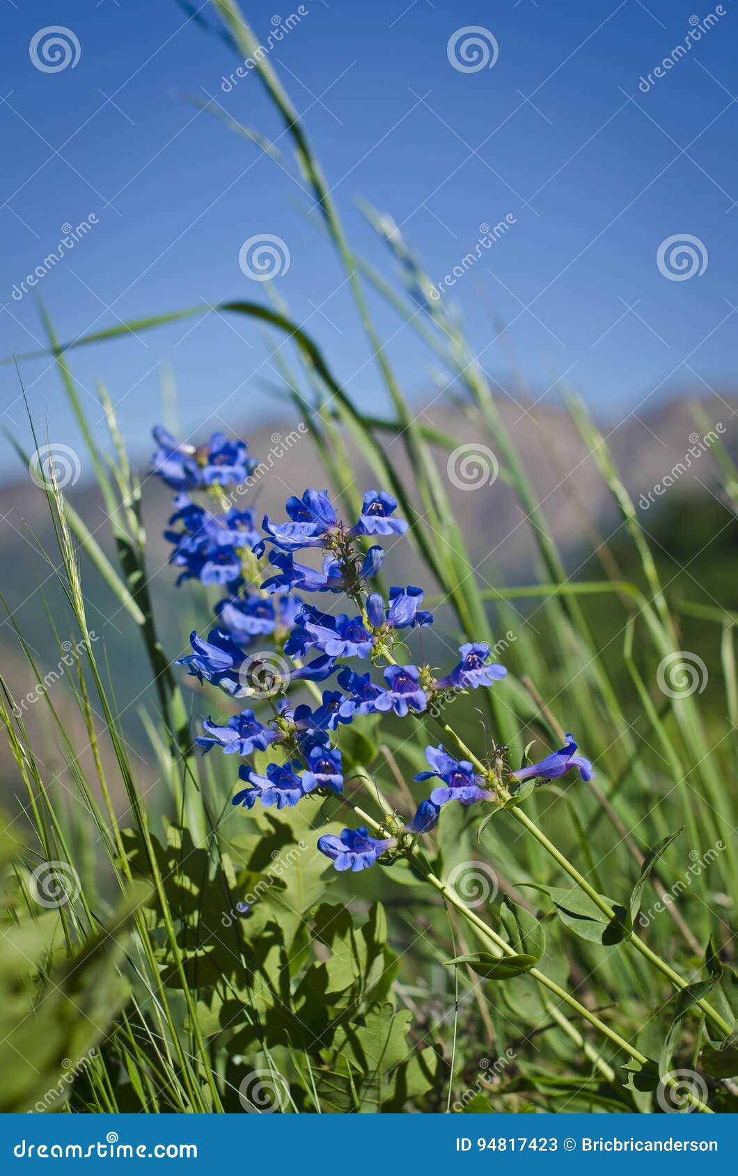 Purple mountain top flower stock image. Image of city - 94817423