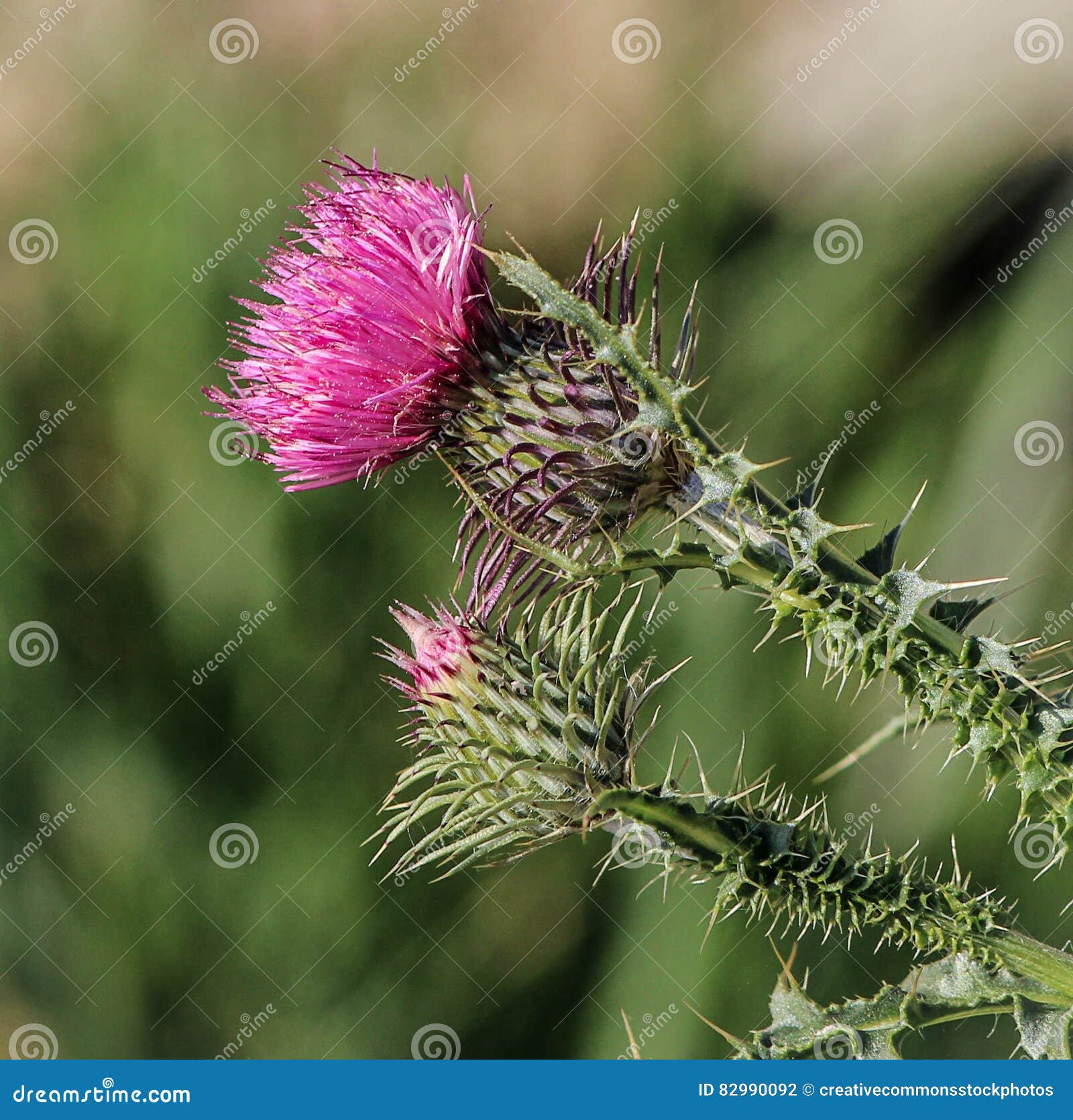 Purple Multi Petaled Flower Picture. Image: 82990092