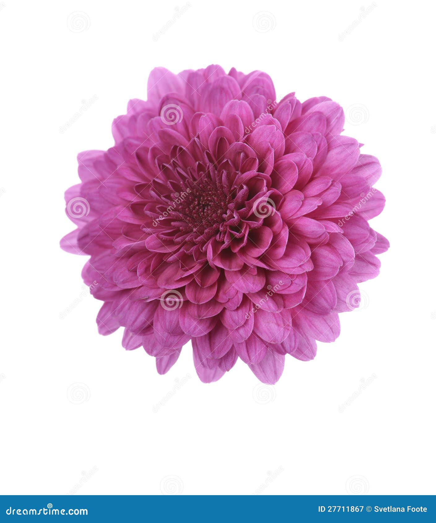 2,932 Purple Mum Stock Photos - Free & Royalty-Free Stock Photos from ...