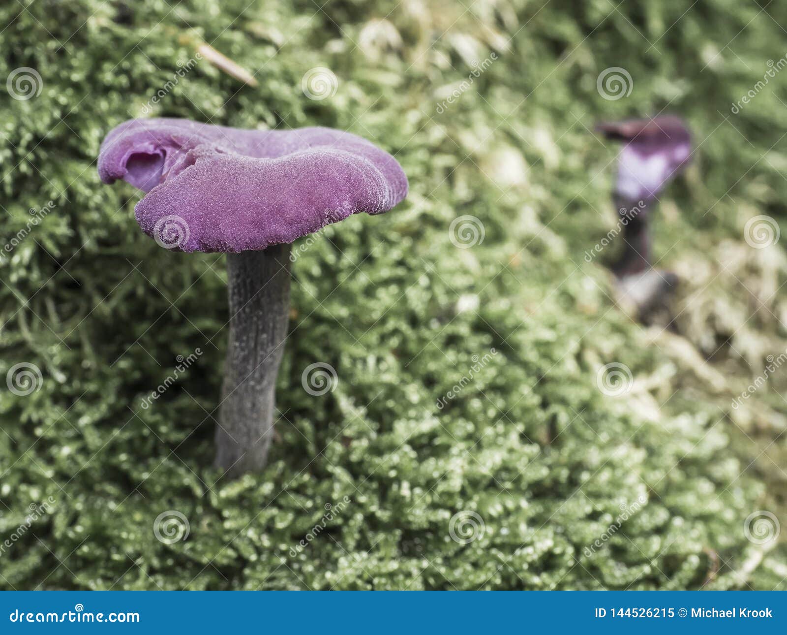 Purple Mushroom in Green Moss Stock Image - Image of purple, green ...