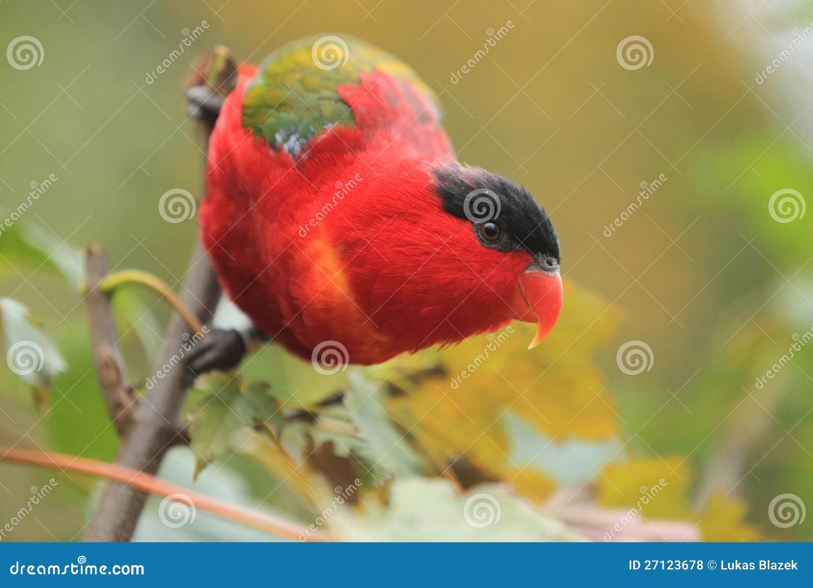 Purple-naped lory stock photo. Image of purple, bird - 27123678