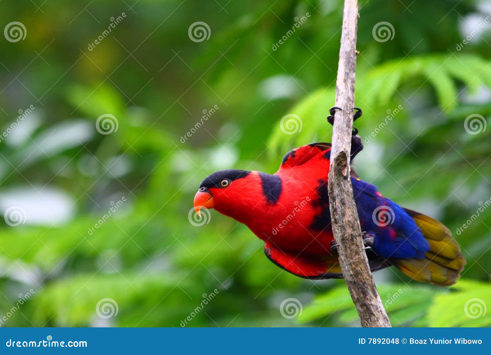 Purple Naped Lory stock photo. Image of colorful, portrait - 7892048