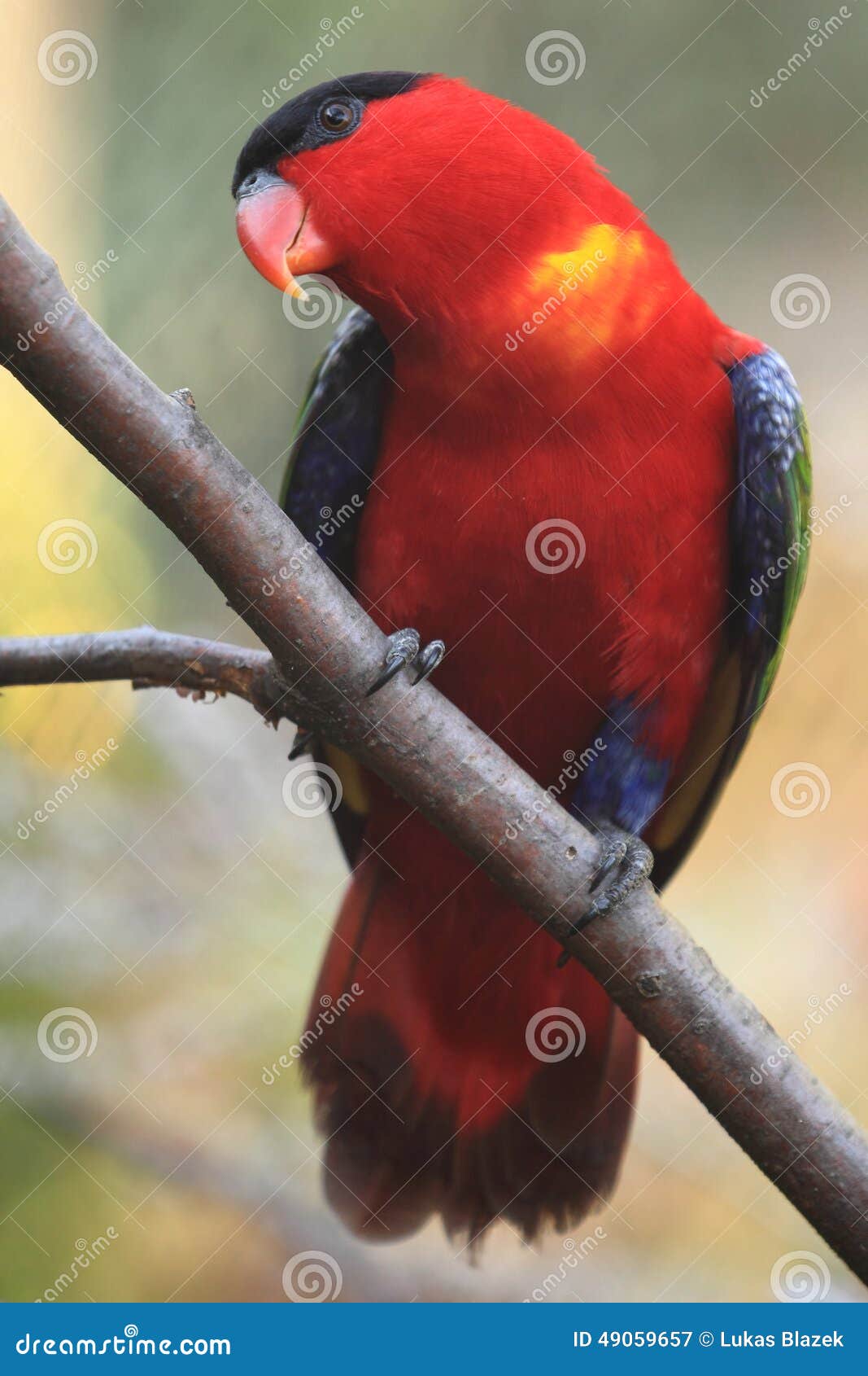 Purple-naped lory stock image. Image of domicella, beak - 49059657