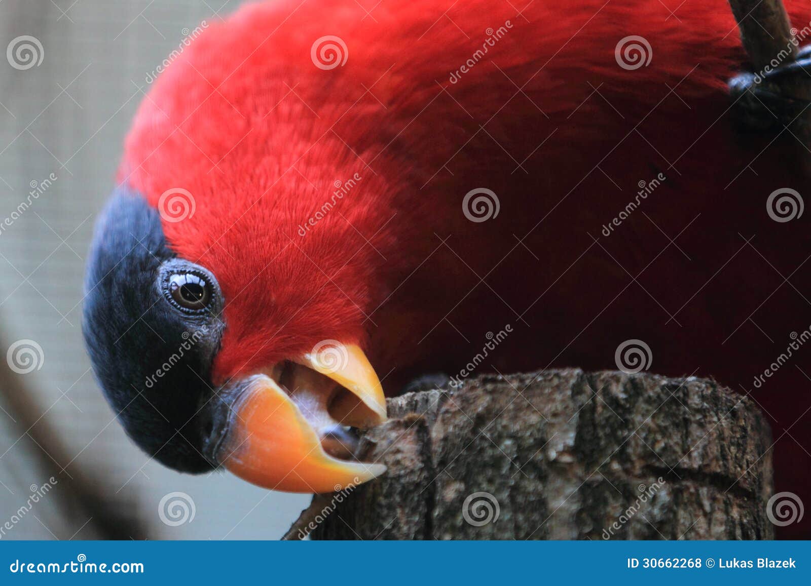 Purple-naped lory stock photo. Image of parrot, purple - 30662268