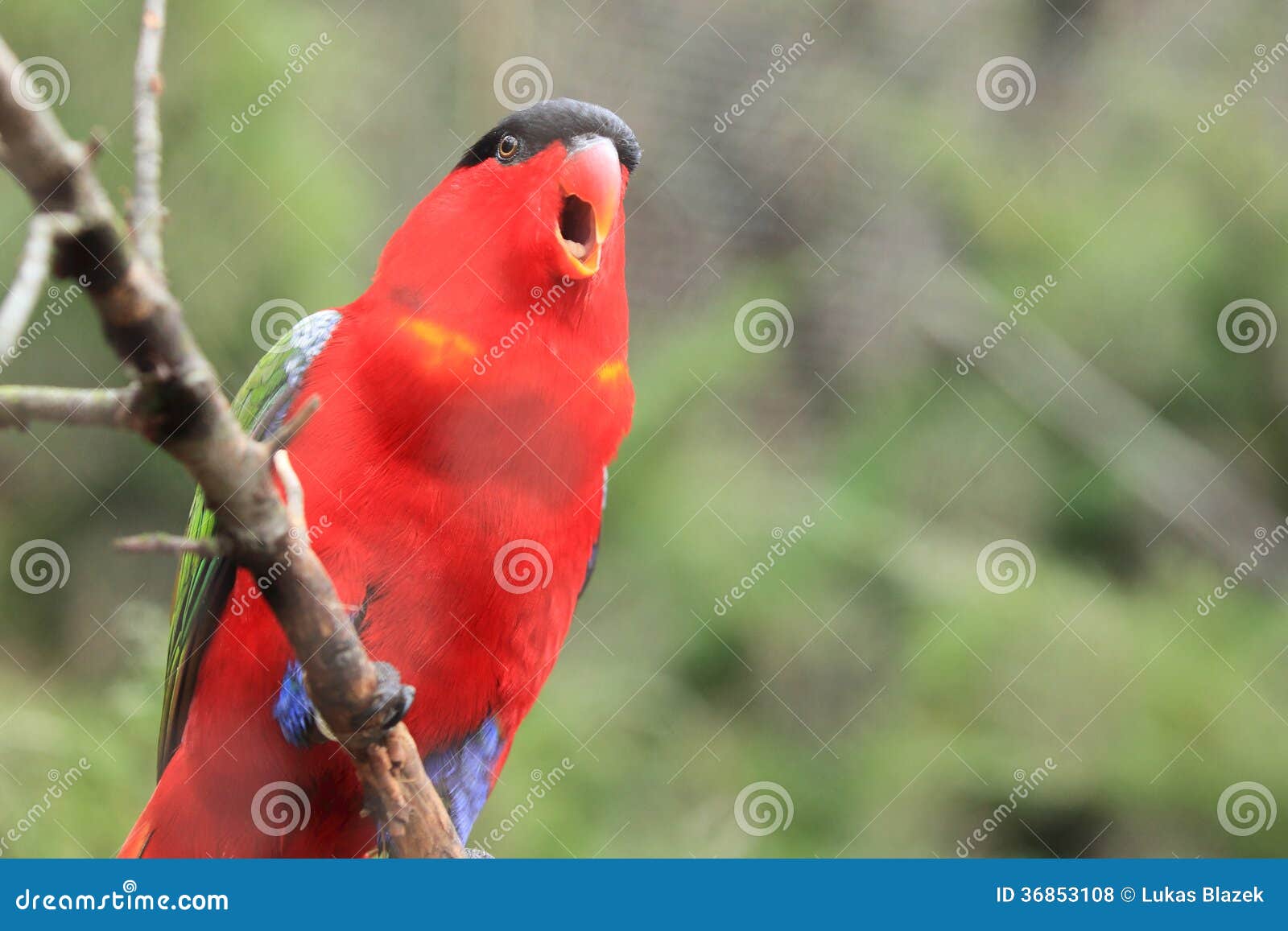 Purple-naped lory stock photo. Image of sitting, animal - 36853108