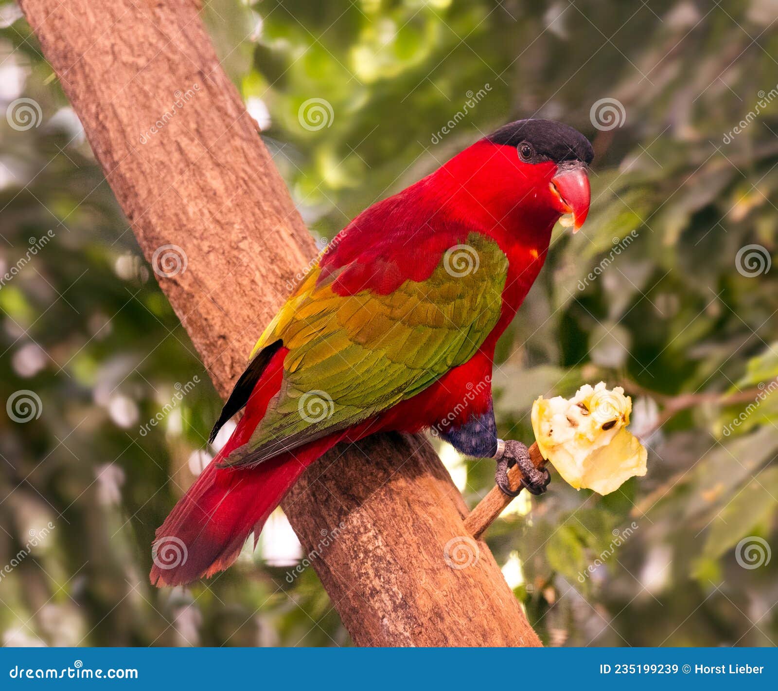 A Purple-naped Lory Sitting on a Branch Editorial Stock Image - Image ...