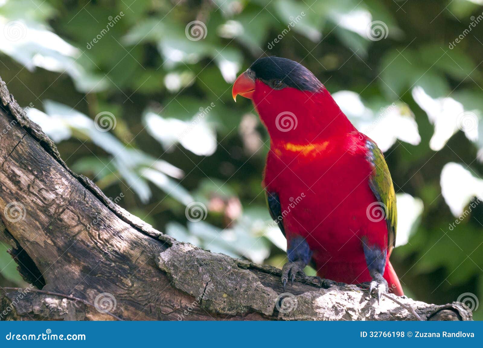 Purple-naped Lory stock photo. Image of tree, nature - 32766198