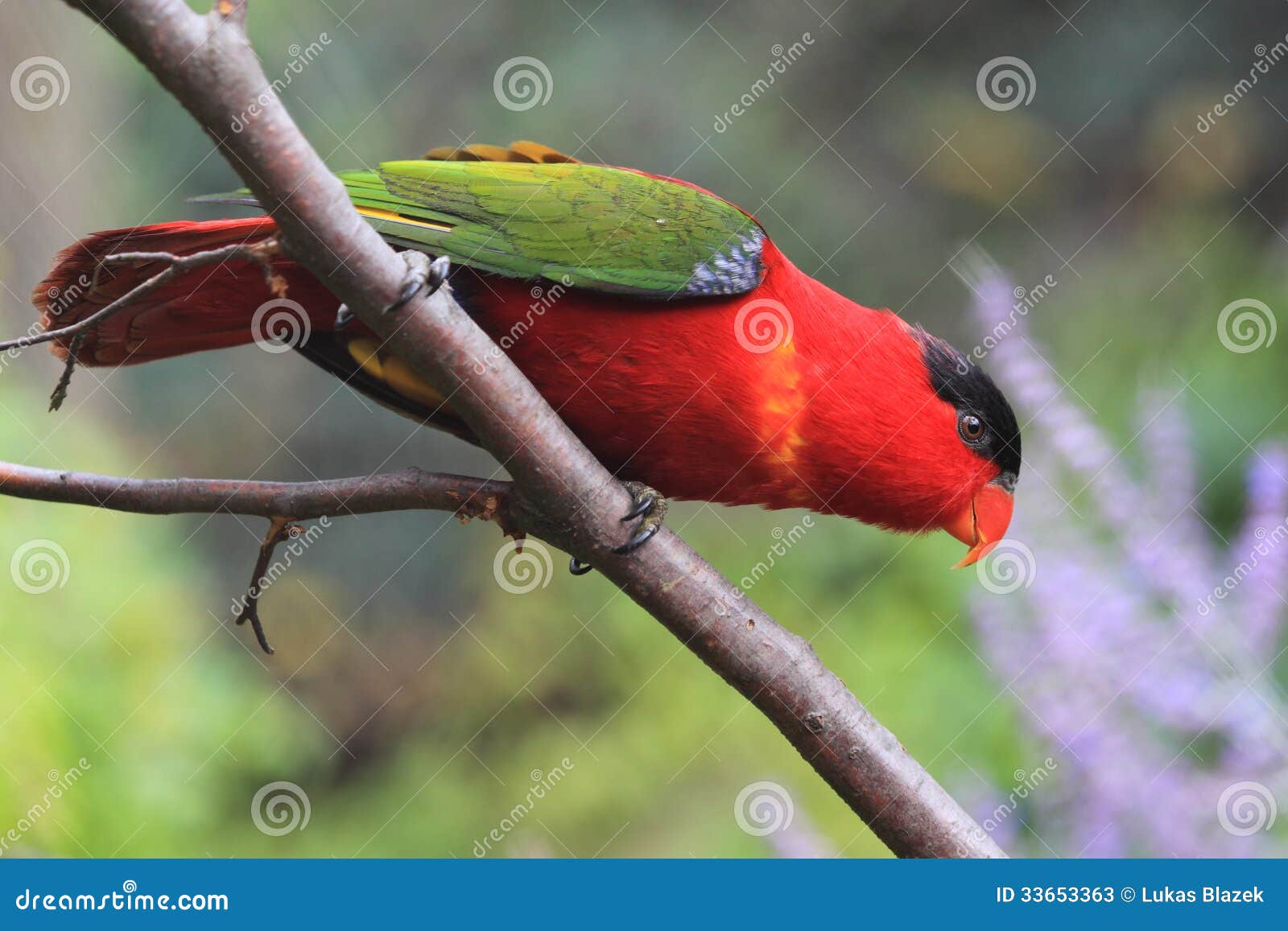 Purple-naped lory stock image. Image of lory, purple - 33653363
