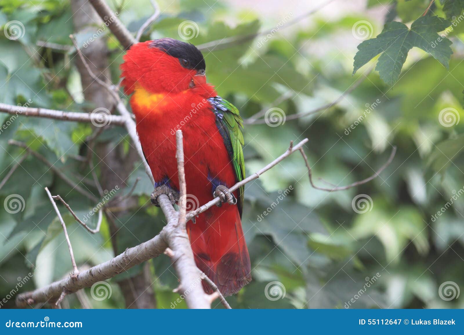 Purple-naped lory stock image. Image of animal, tree - 55112647