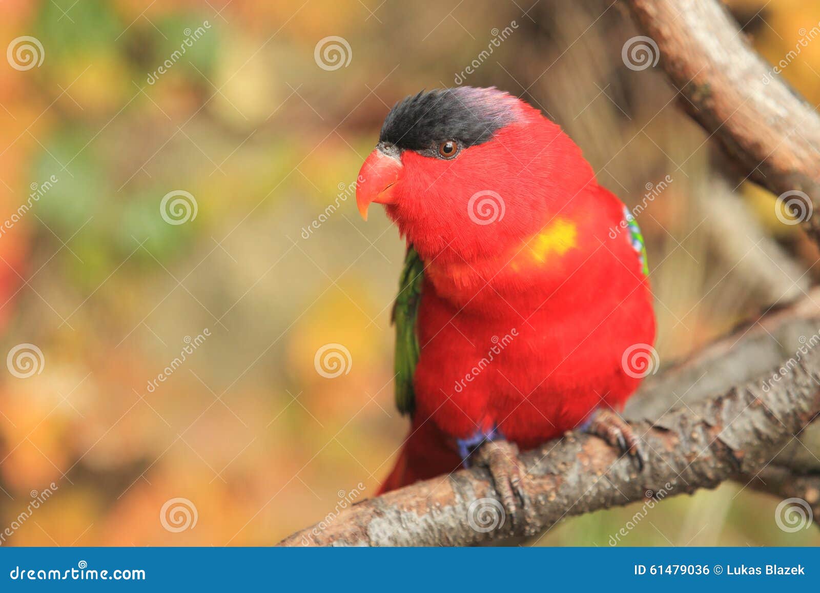 Purple-naped lory stock photo. Image of tweet, lorius - 61479036