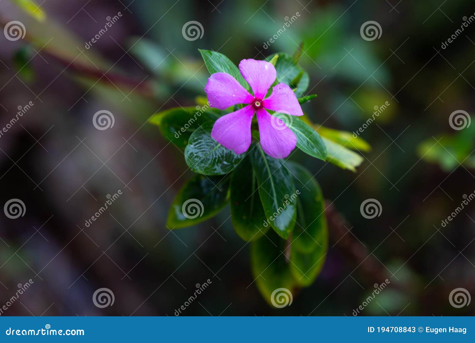 A Purple Native Flower of the Island of Madagascar Stock Image - Image ...