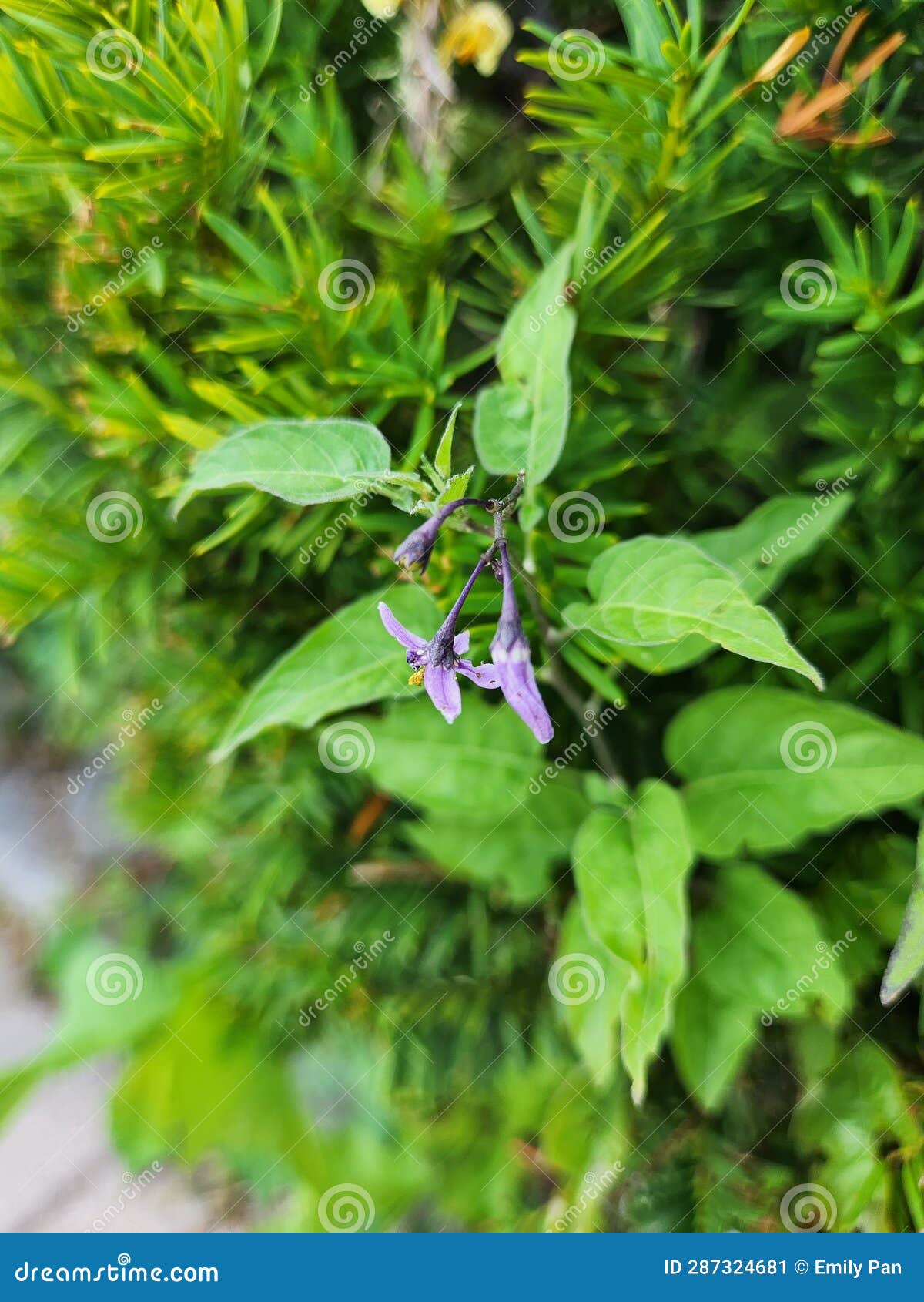 Purple Nightshade Solanum Flower Bush Lycianthes Rantonnetii Stock ...