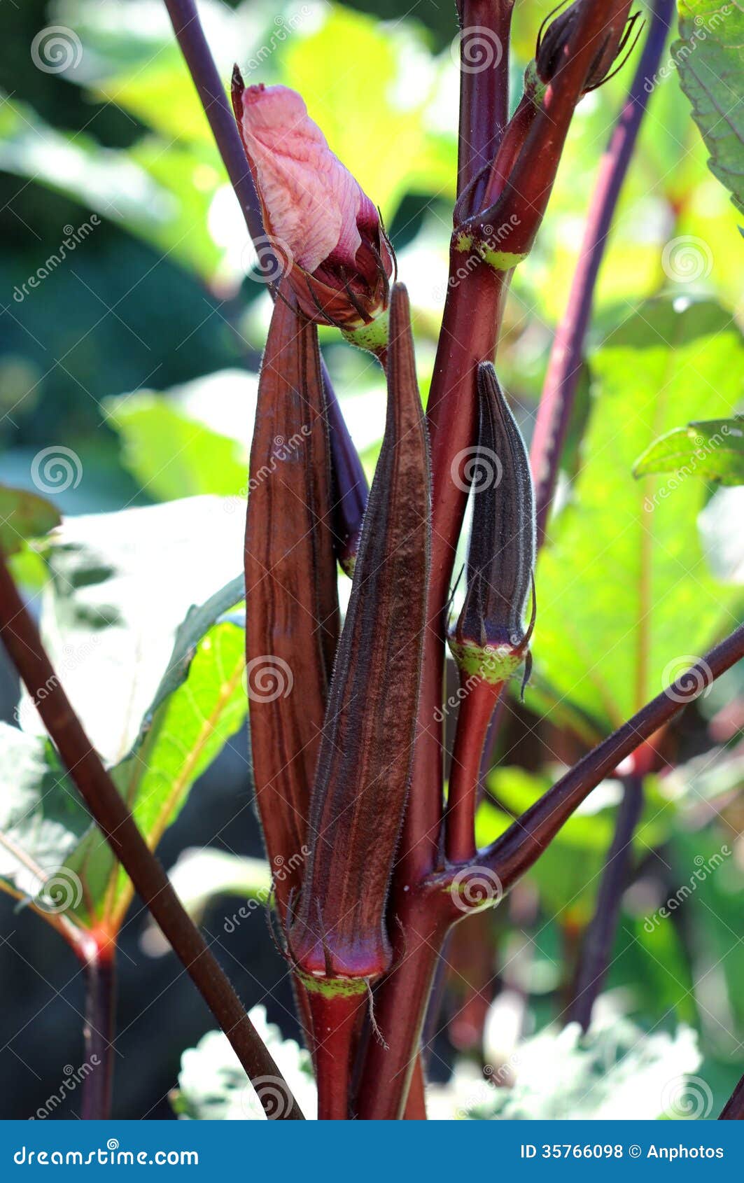 Purple okra (Abelmoschus) stock photo. Image of okra - 35766098