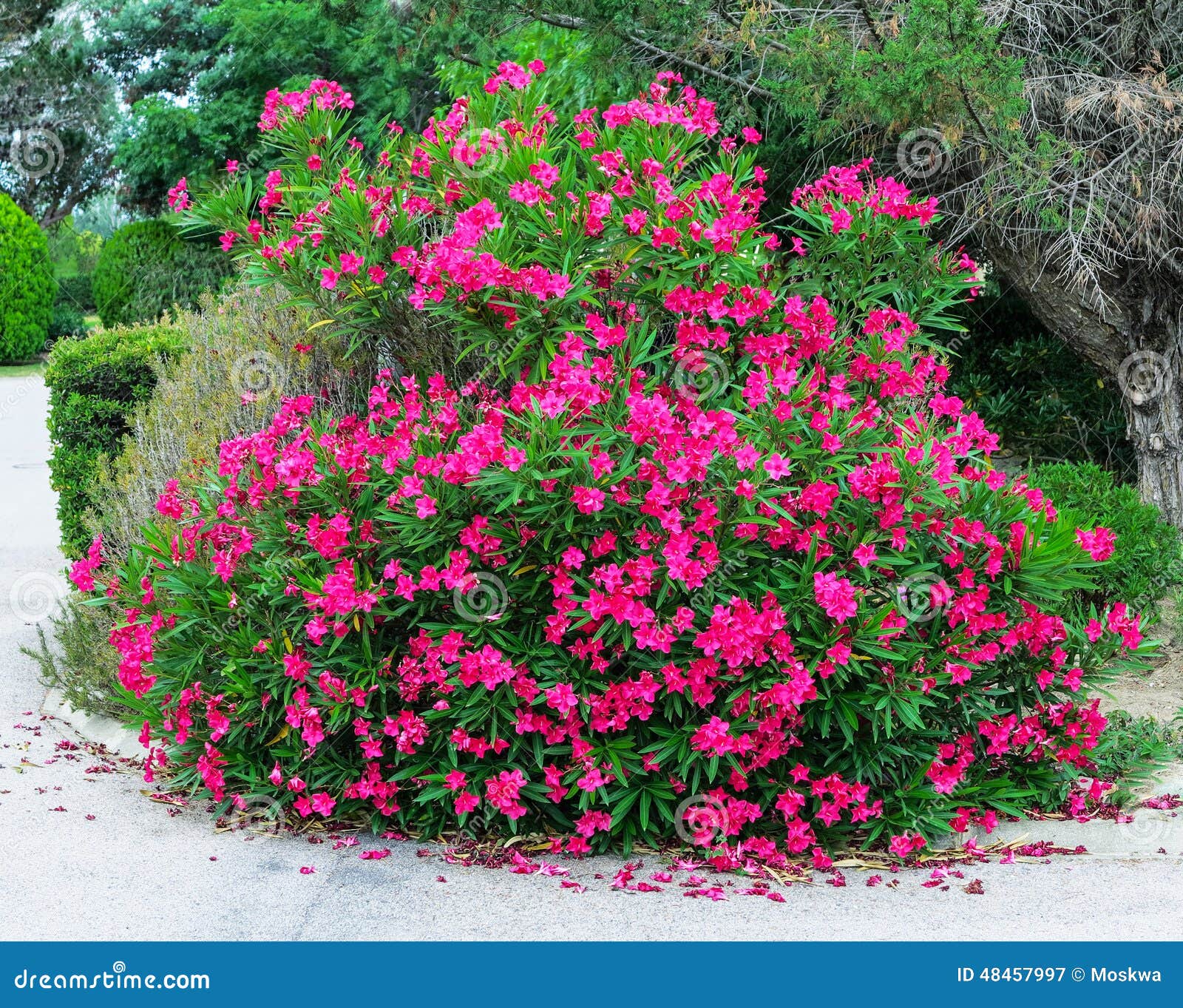 Purple Oleander Bush in a Park Stock Image - Image of bright, park ...