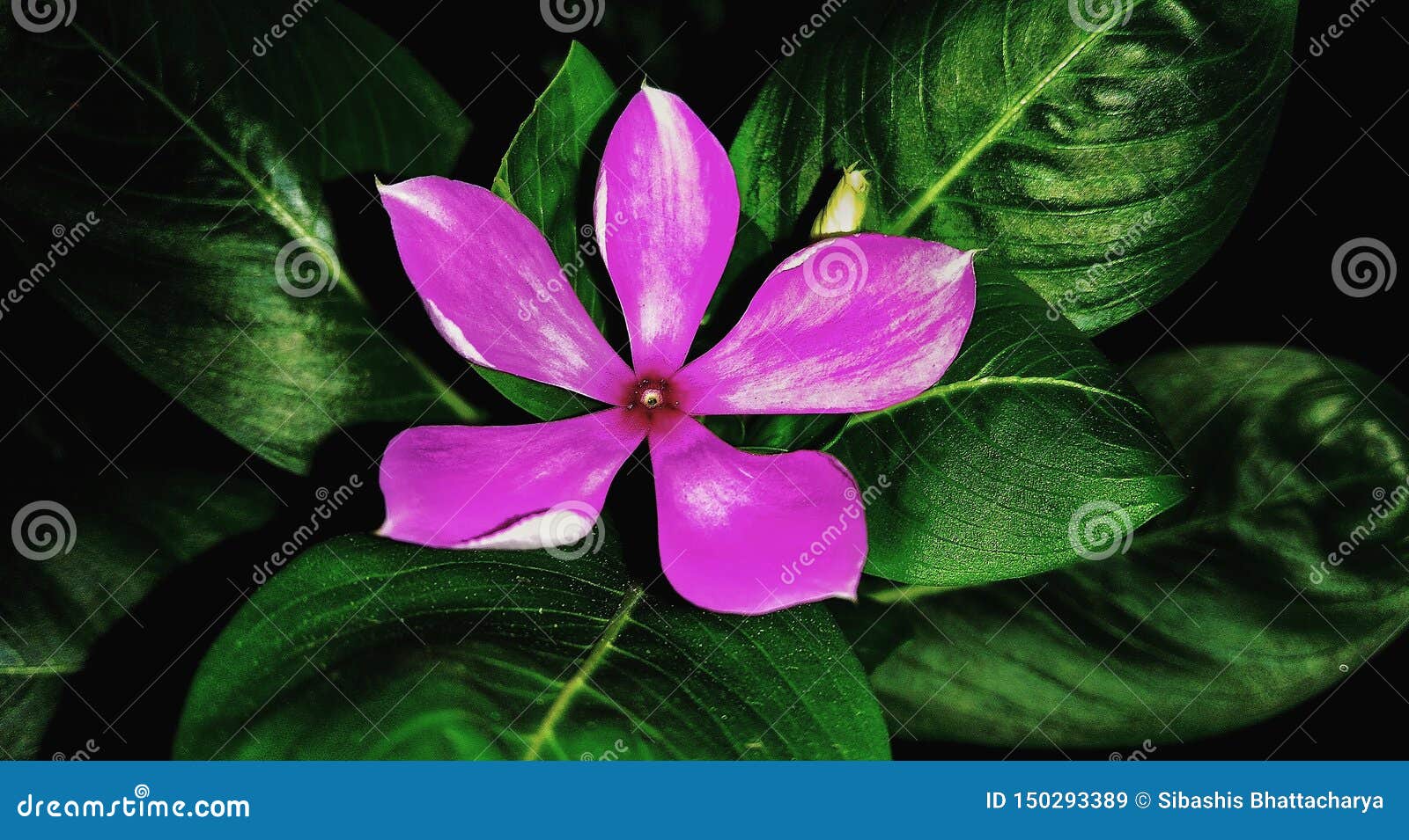 Purple Oleander stock image. Image of nayantara, oleander - 150293389