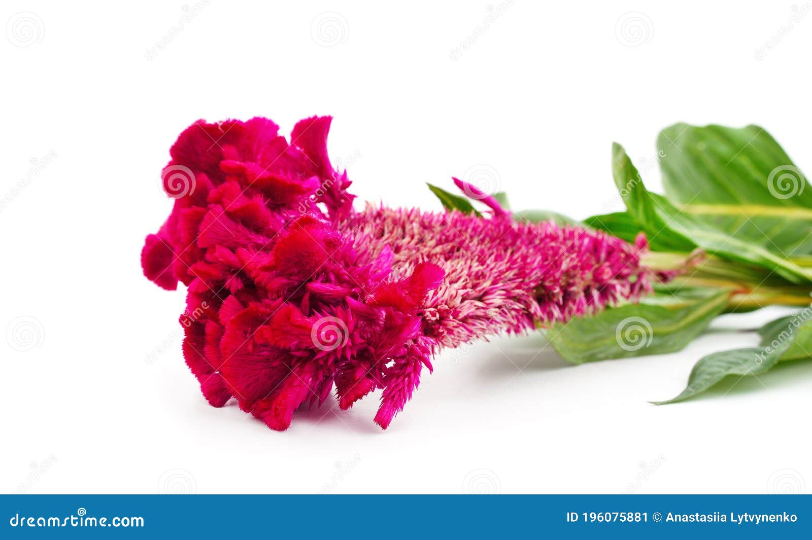 Purple one amaranth stock image. Image of bloom, aroma - 196075881