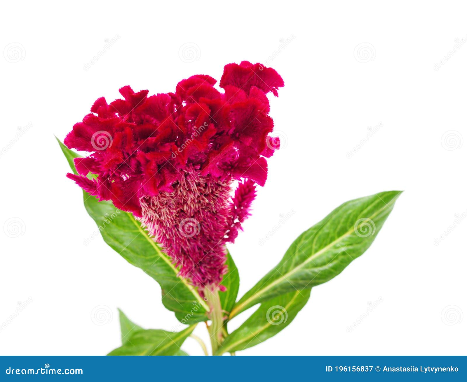 Purple one amaranth stock image. Image of aroma, isolated - 196156837