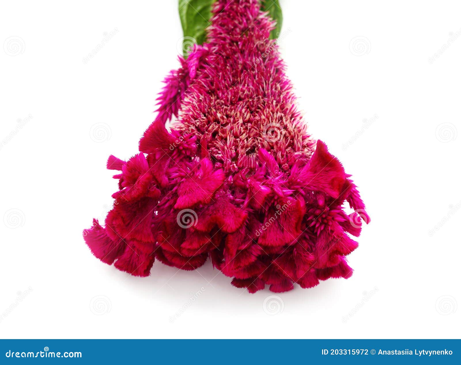 Purple one amaranth stock photo. Image of flora, background - 203315972