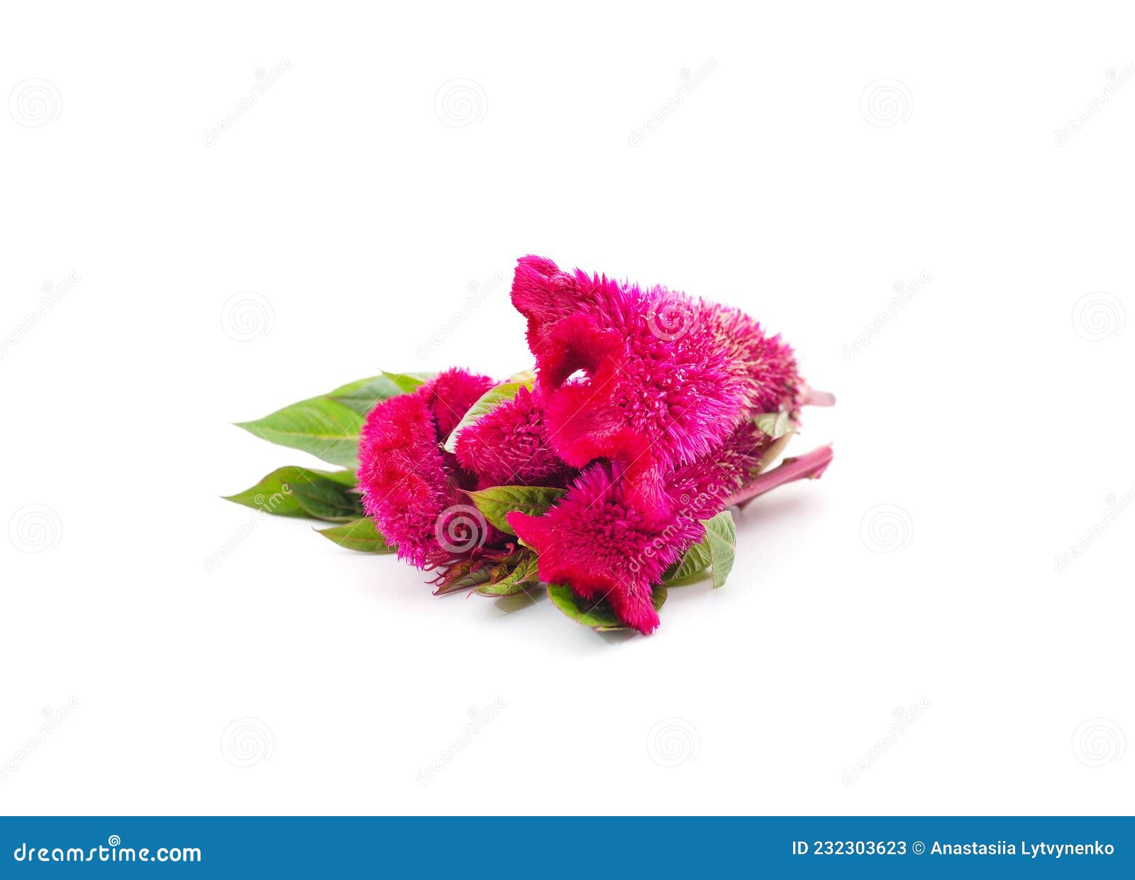 Purple one amaranth stock image. Image of plant, flower - 232303623
