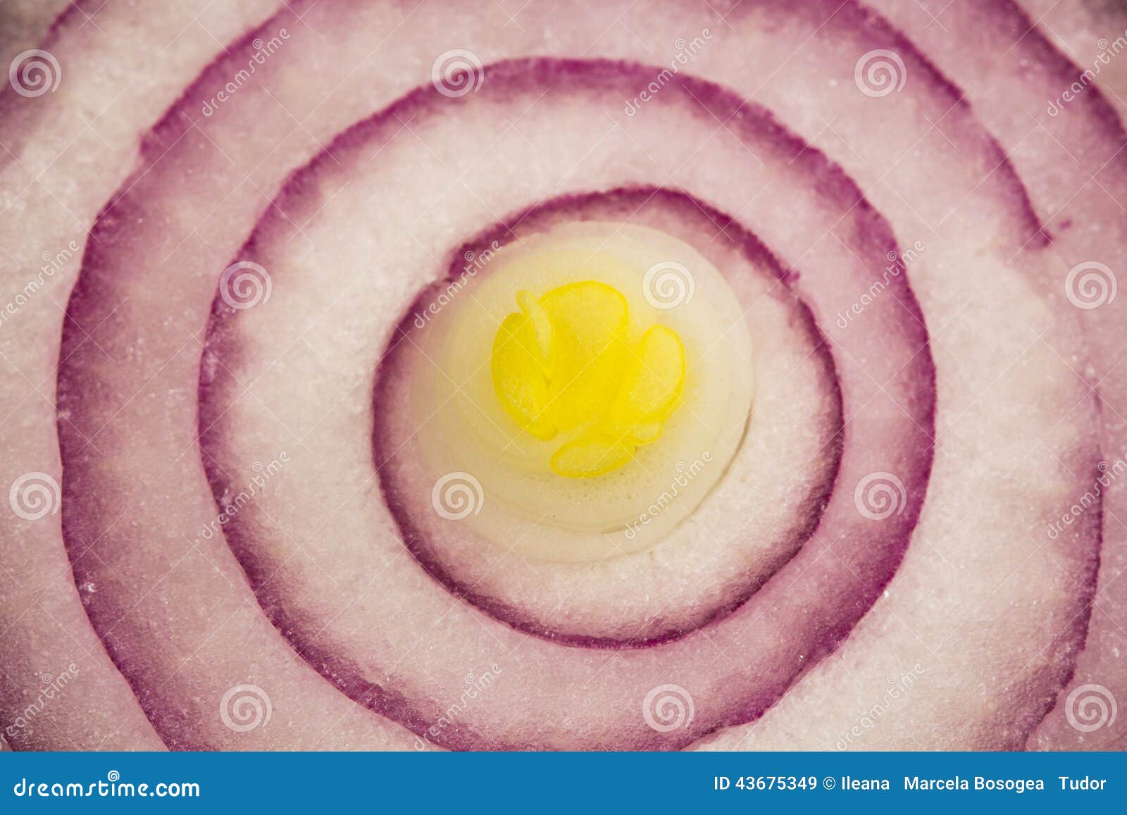 Purple onion slice texture stock image. Image of background - 43675349