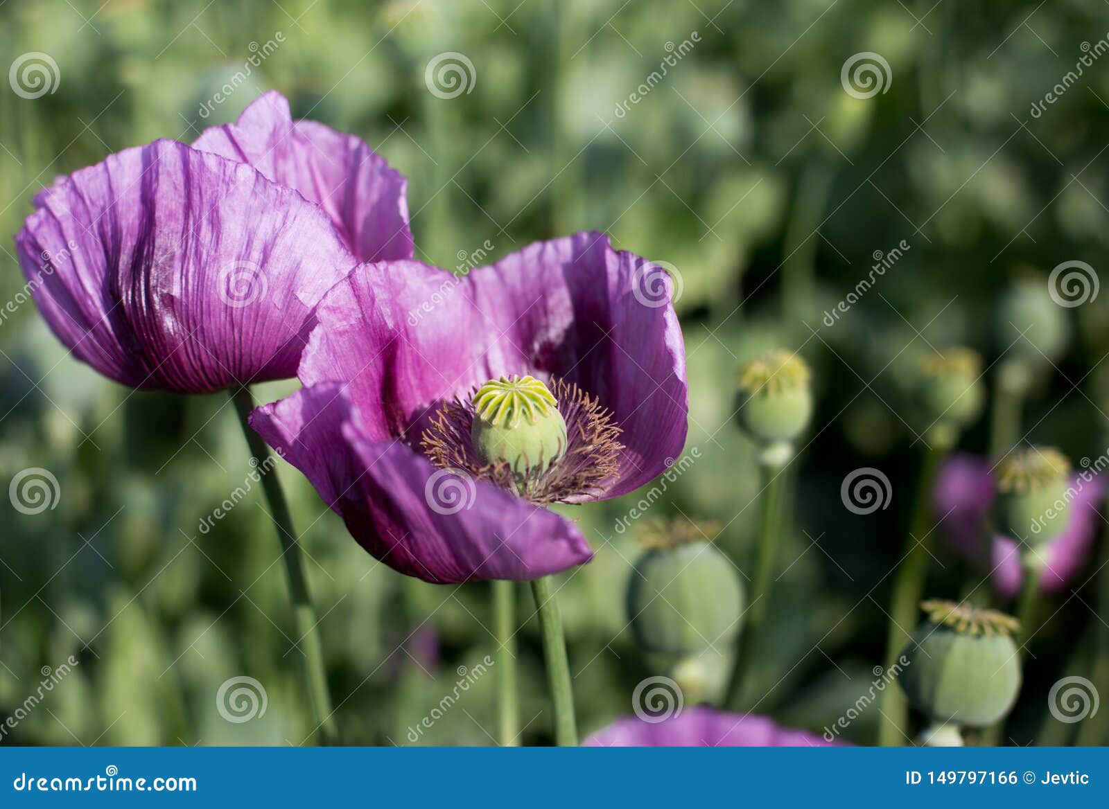 Purple opium poppy stock photo. Image of head, beautiful - 149797166
