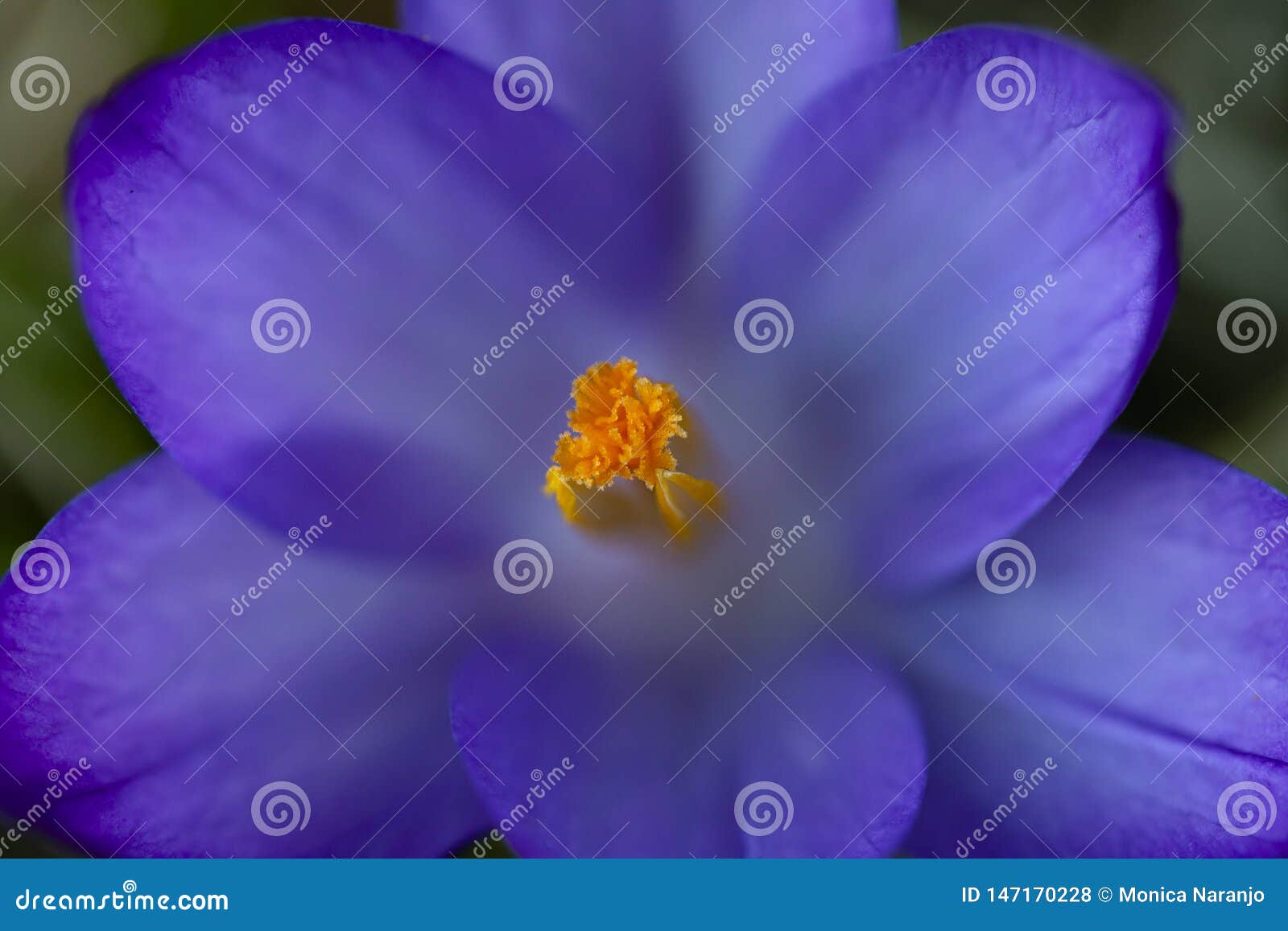 Single Crocus Bloom - Landscape Stock Photo - Image of england, detail ...