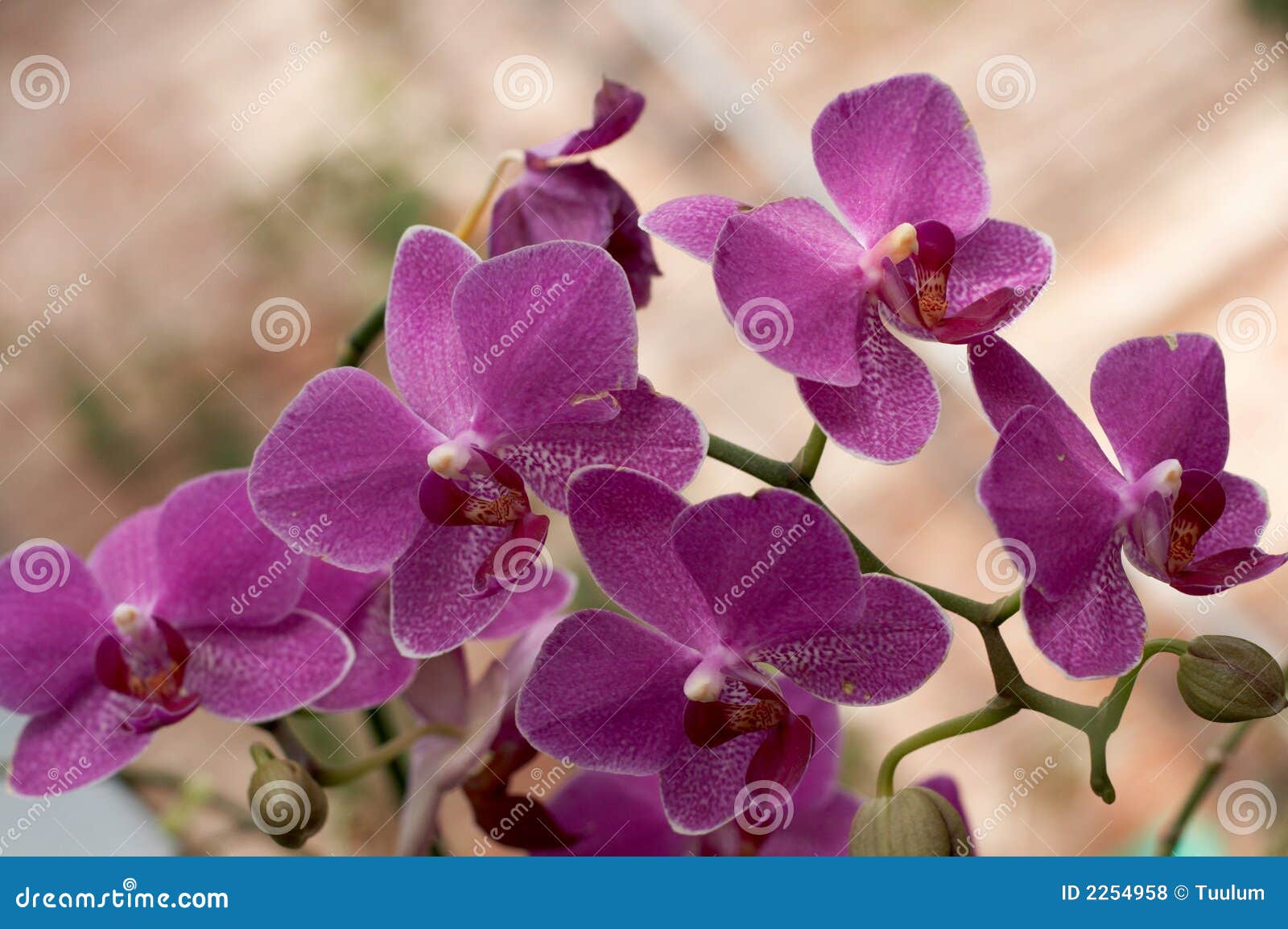 Purple Orchid stock photo. Image of purple, luxury, green - 2254958