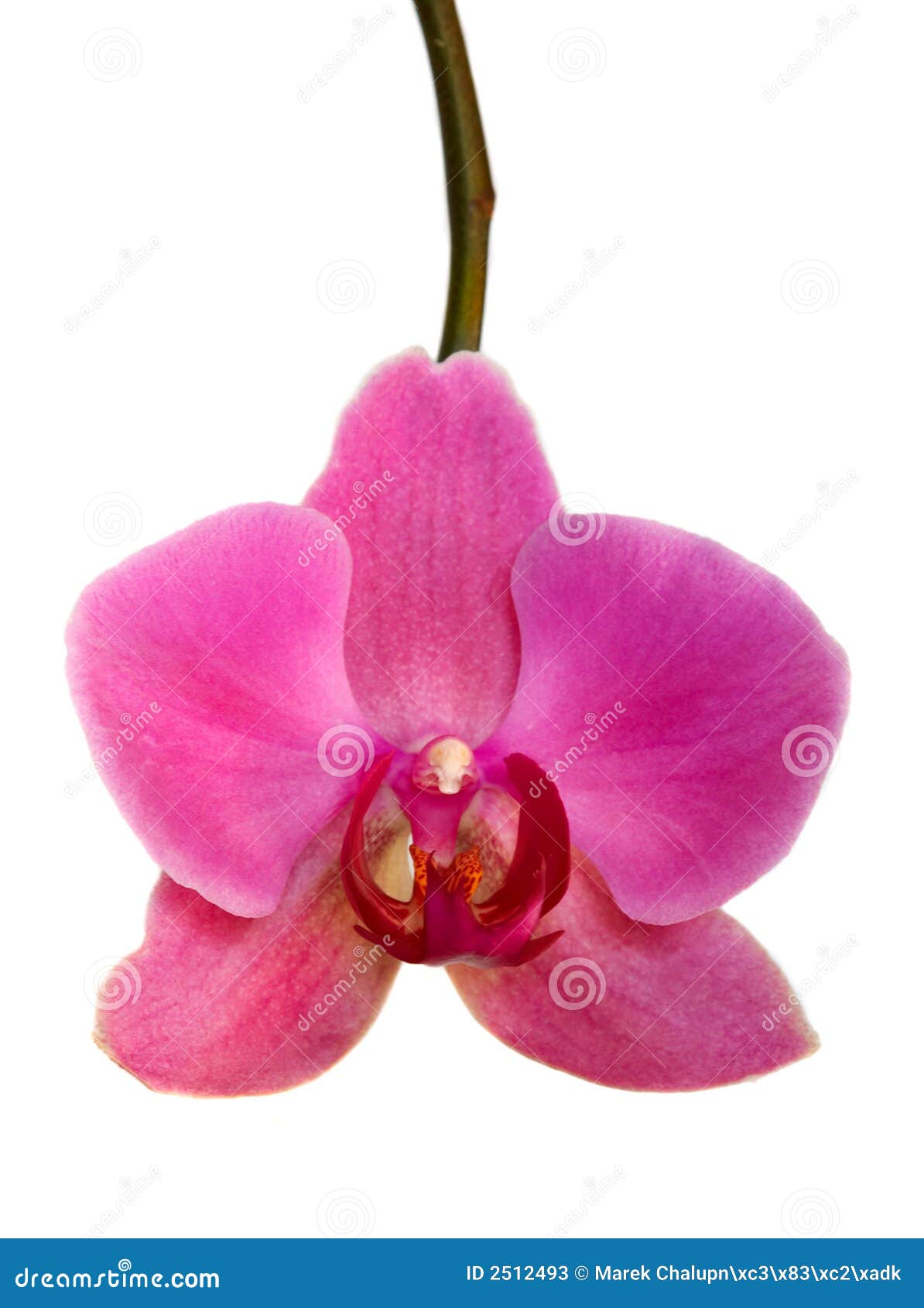 Purple orchid stock image. Image of grow, flora, botanical - 2512493