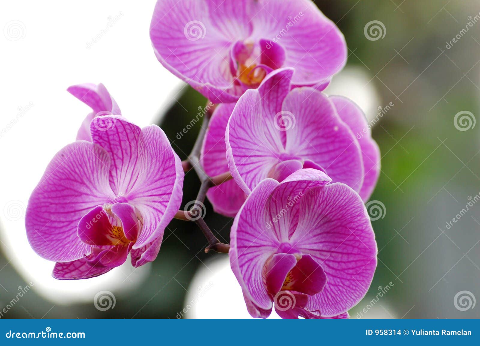 Purple orchid stock photo. Image of purple, stem, indonesia - 958314
