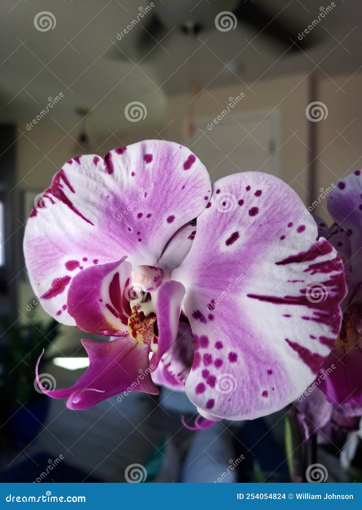 Purple Orchid Blooming in the Sun Stock Photo - Image of tulip, orchid ...