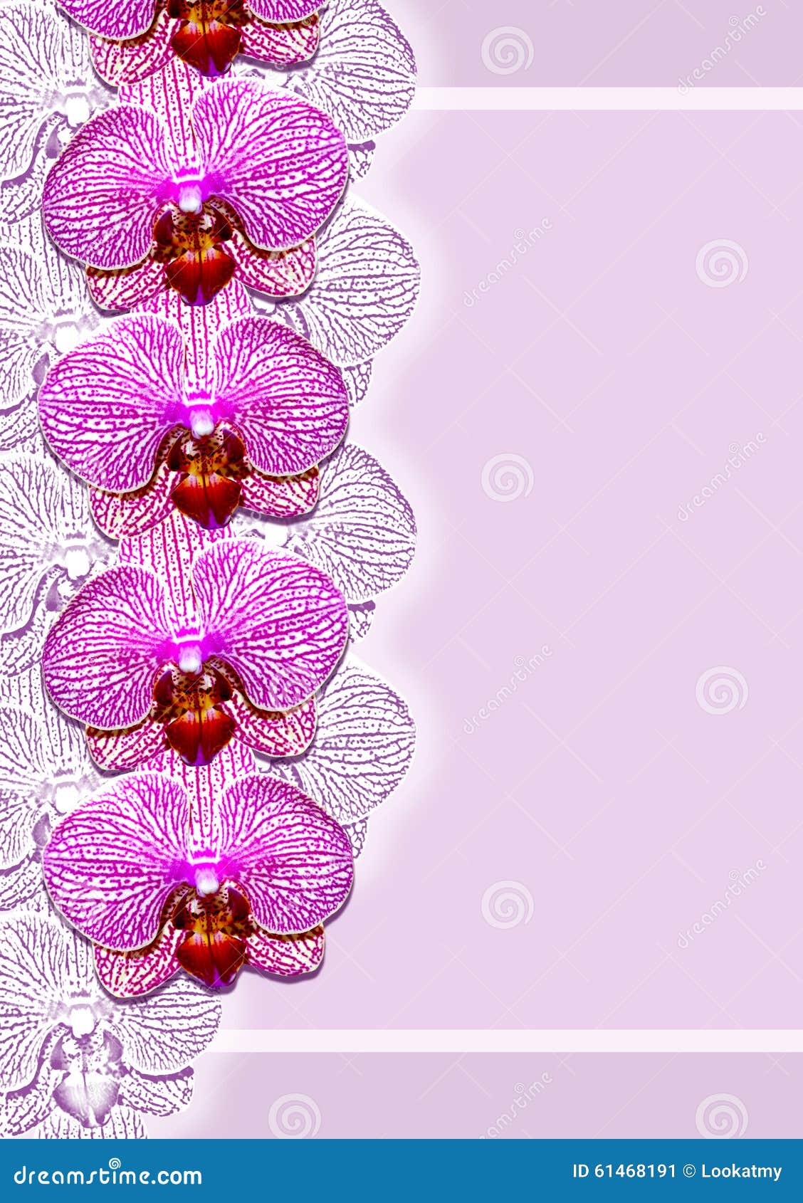 Purple orchid border stock image. Image of floral, phalaenopsis - 61468191