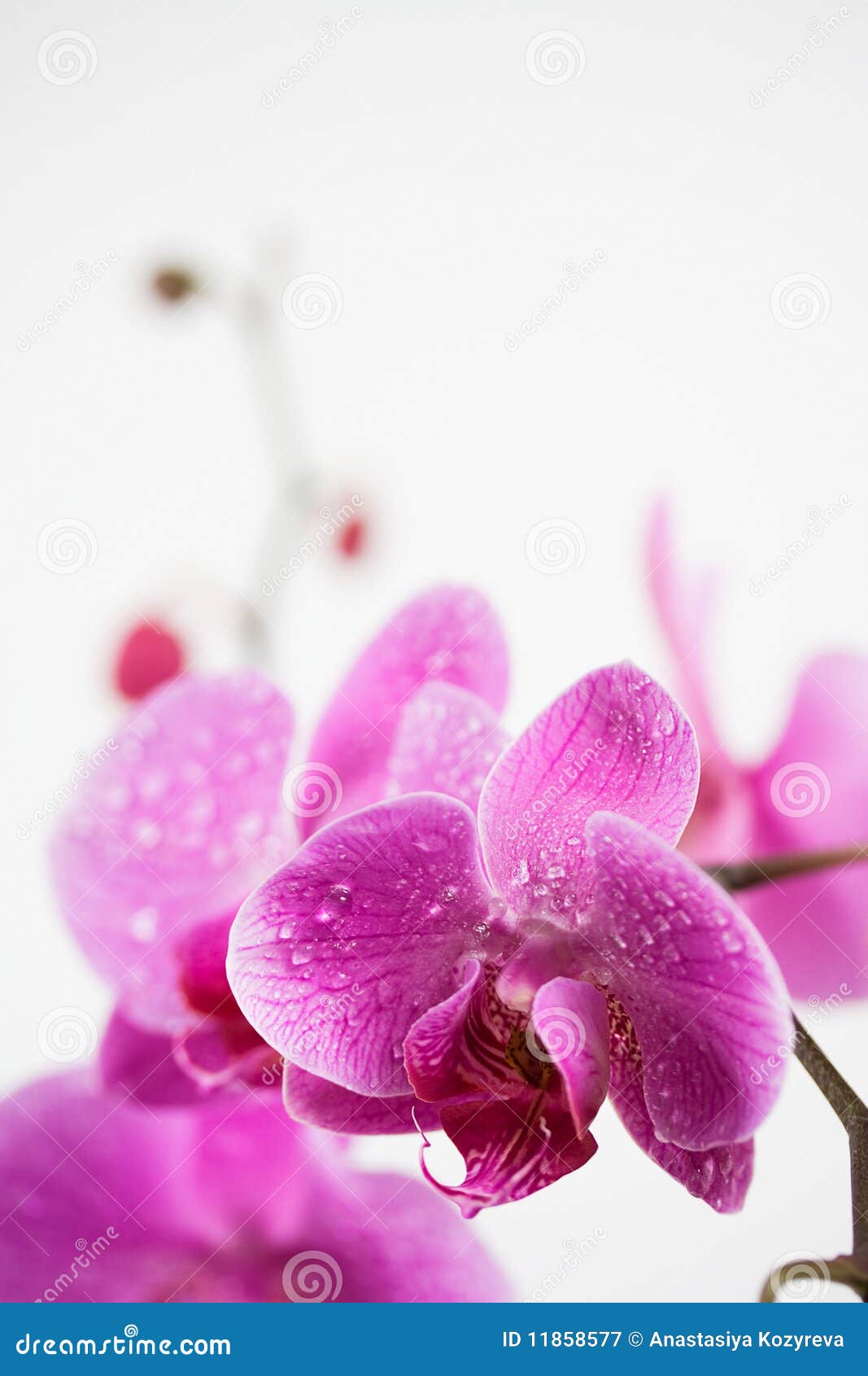 Purple orchid branch stock image. Image of flower, bright - 11858577