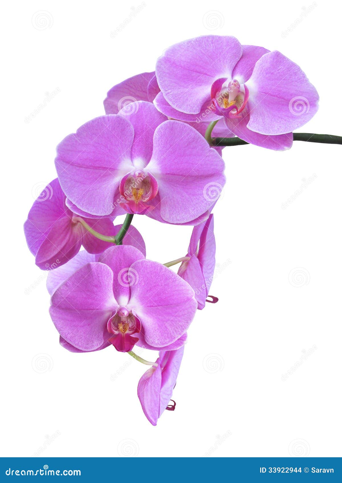 Purple Orchid Branch stock photo. Image of purple, tropical - 33922944