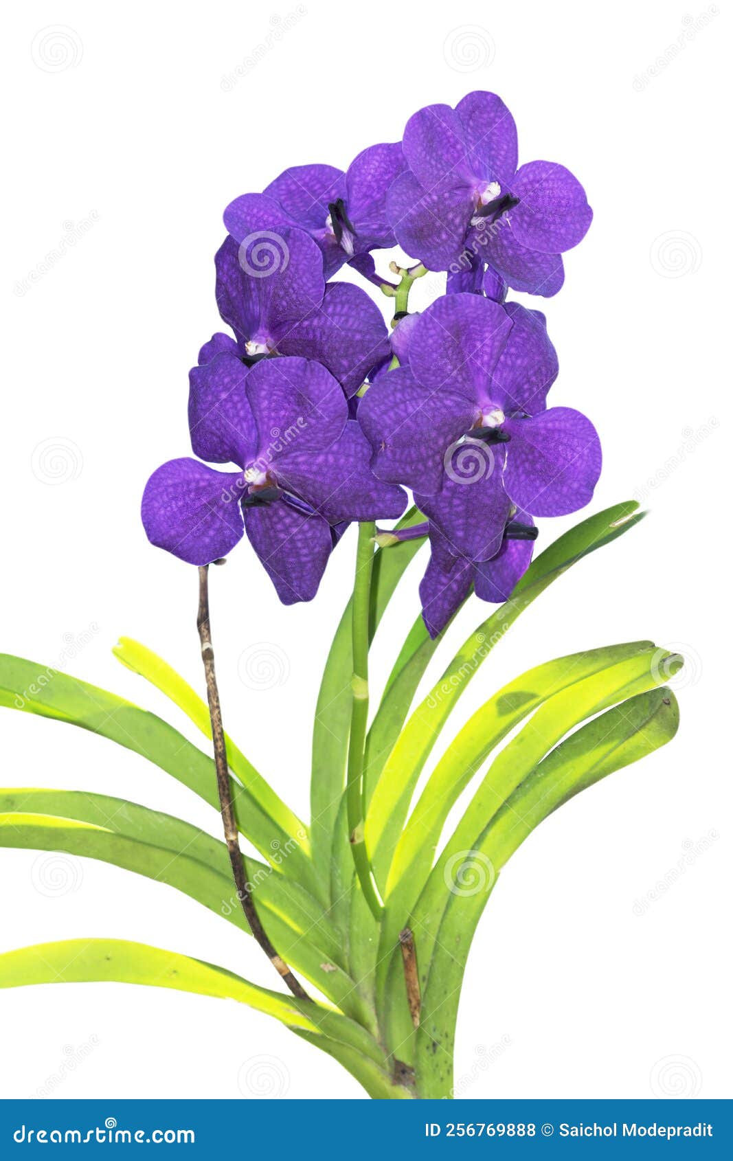 Purple Orchid Branch Isolated on White Background Stock Photo - Image ...