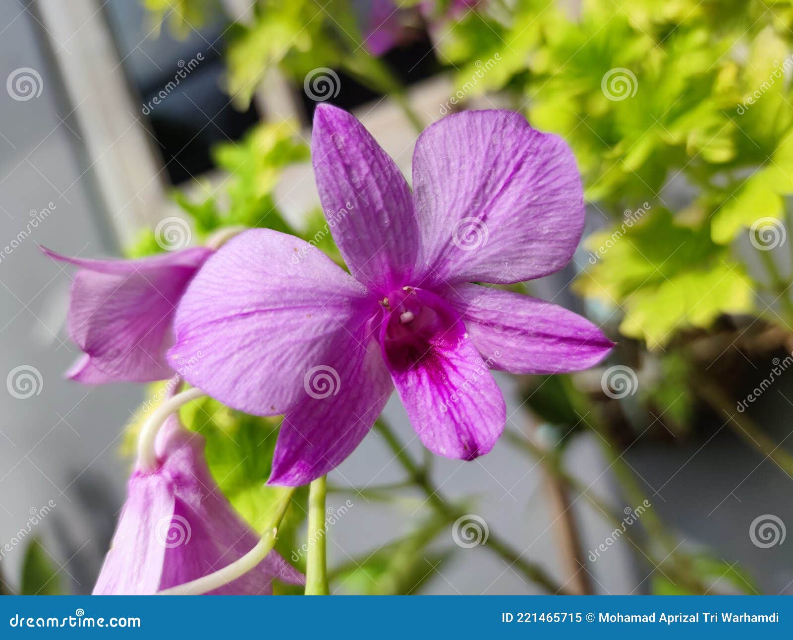 Purple Orchid Flower | Bunga Anggrek Ungu Stock Image - Image of ...