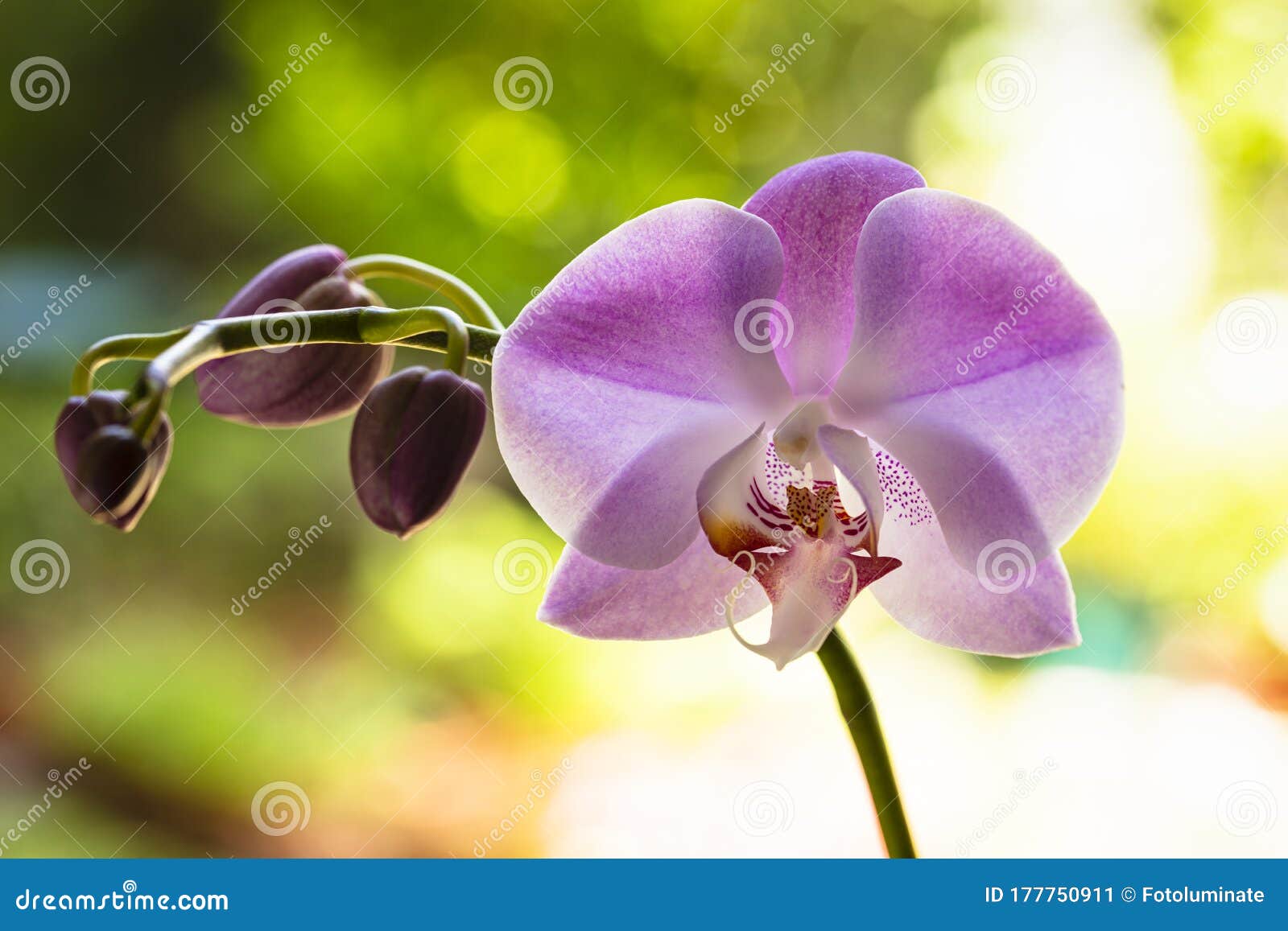 Purple Orchid Flower Stock Image Image Of Bouquet Macro 177750911
