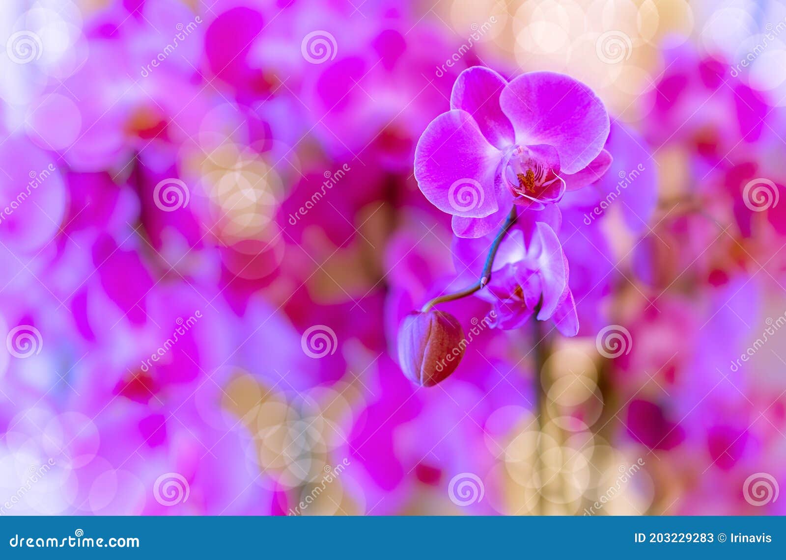 Purple Orchid Flowers. Orchid Flowers, Banner with Space for Text or ...