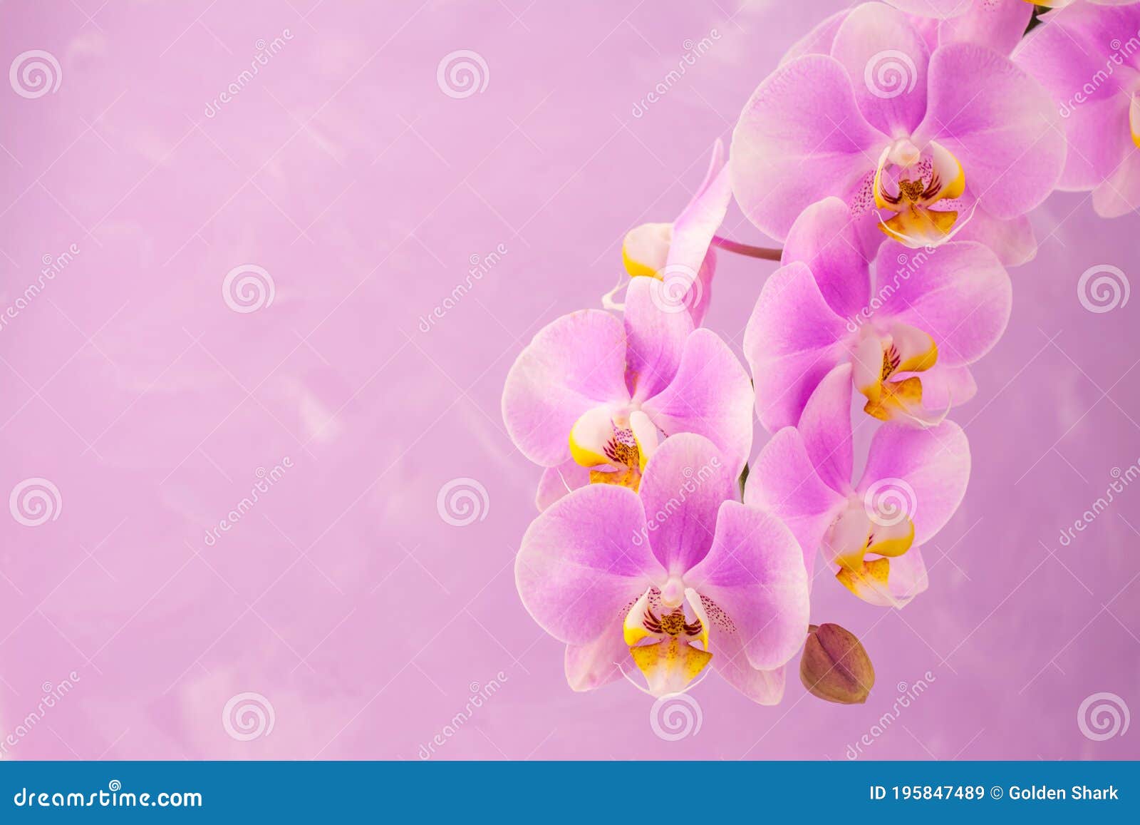 Purple Orchid Flowers Border with Copy Space Stock Image - Image of ...