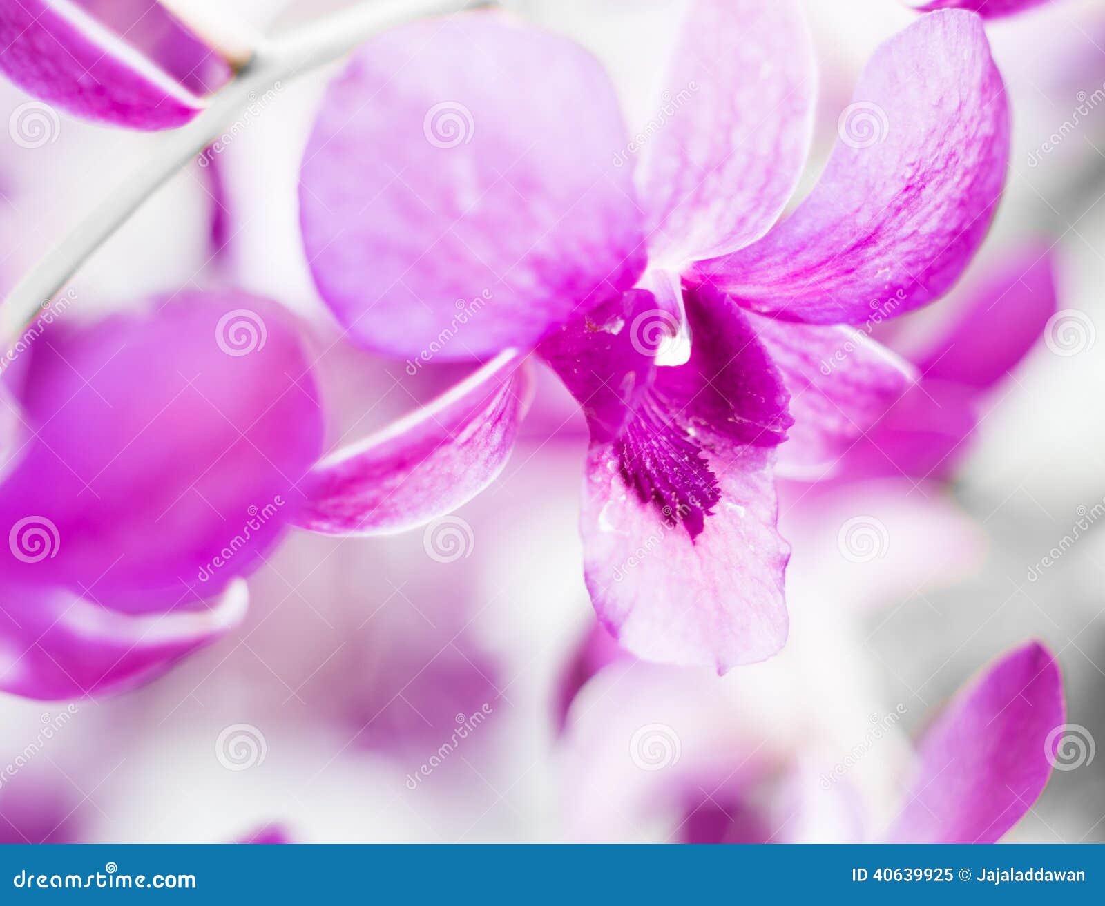 Purple Orchid Flowers on Tree Stock Image - Image of bulb, flower: 40639925