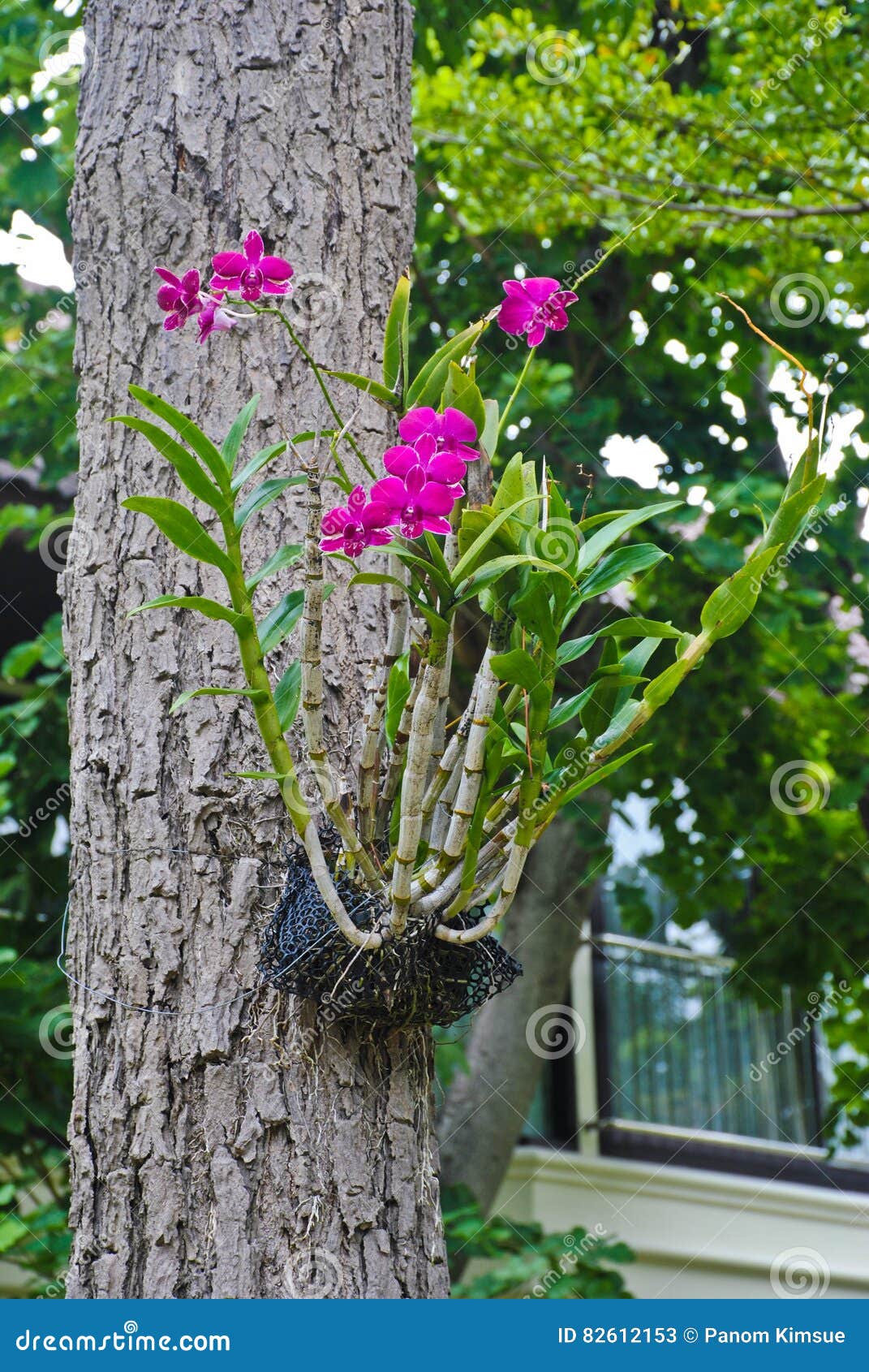 Purple Orchid Hanging on Tree in Garden Stock Image - Image of grass ...