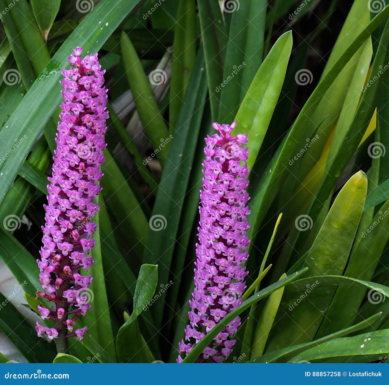 Purple Orchid with Many Small Florets Stock Photo - Image of flowers ...