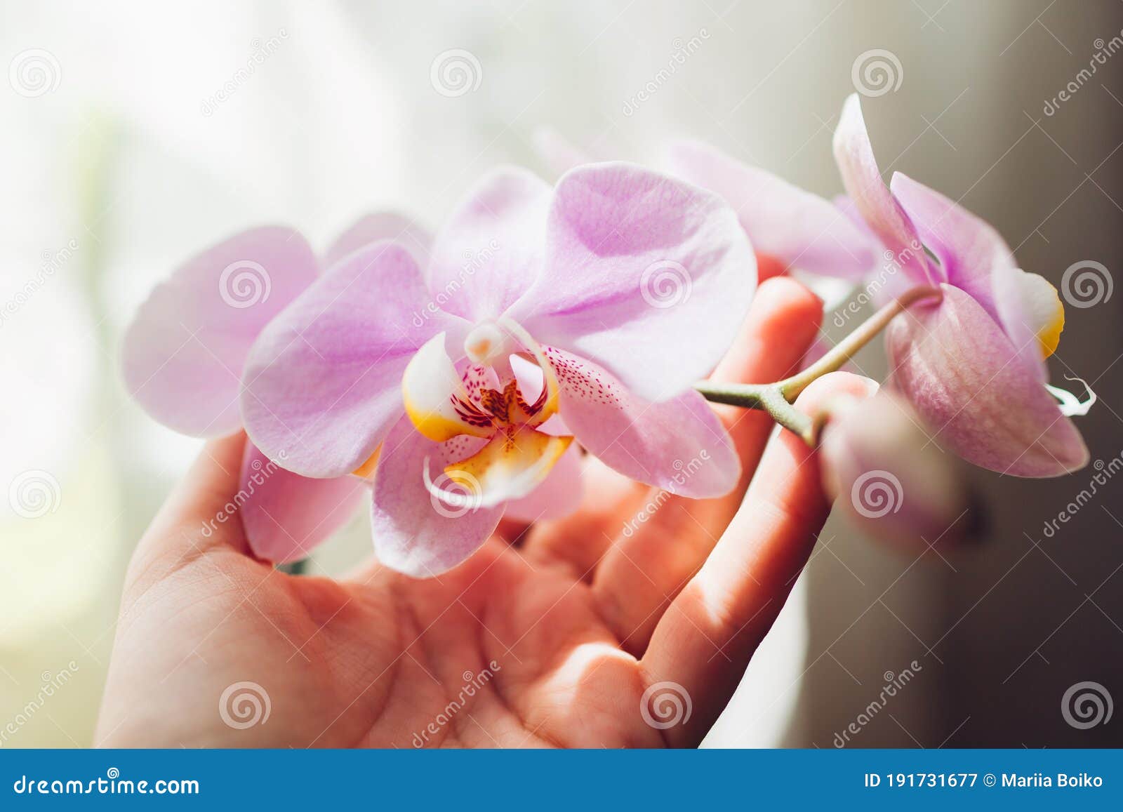 Purple Orchid Phalaenopsis Woman Taking Care Of Home Plants Stock