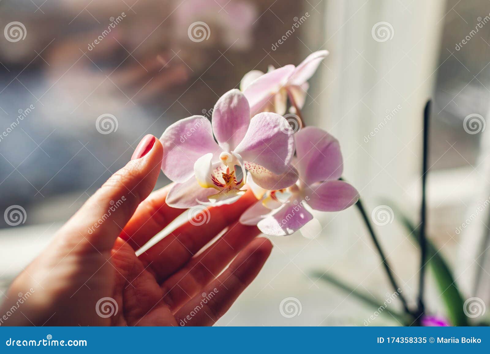 Purple Orchid Phalaenopsis Woman Taking Care Of Home Plants Stock