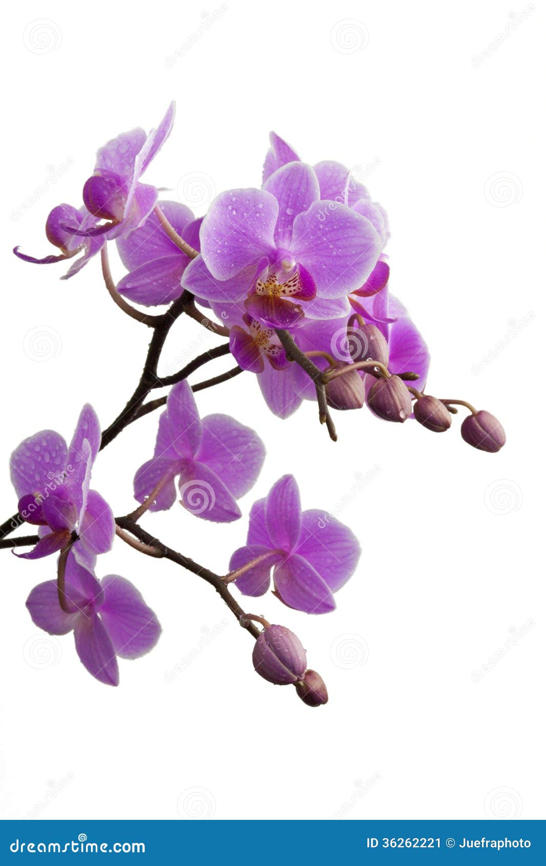 Purple orchid stock image. Image of nature, genus, blossoms - 36262221