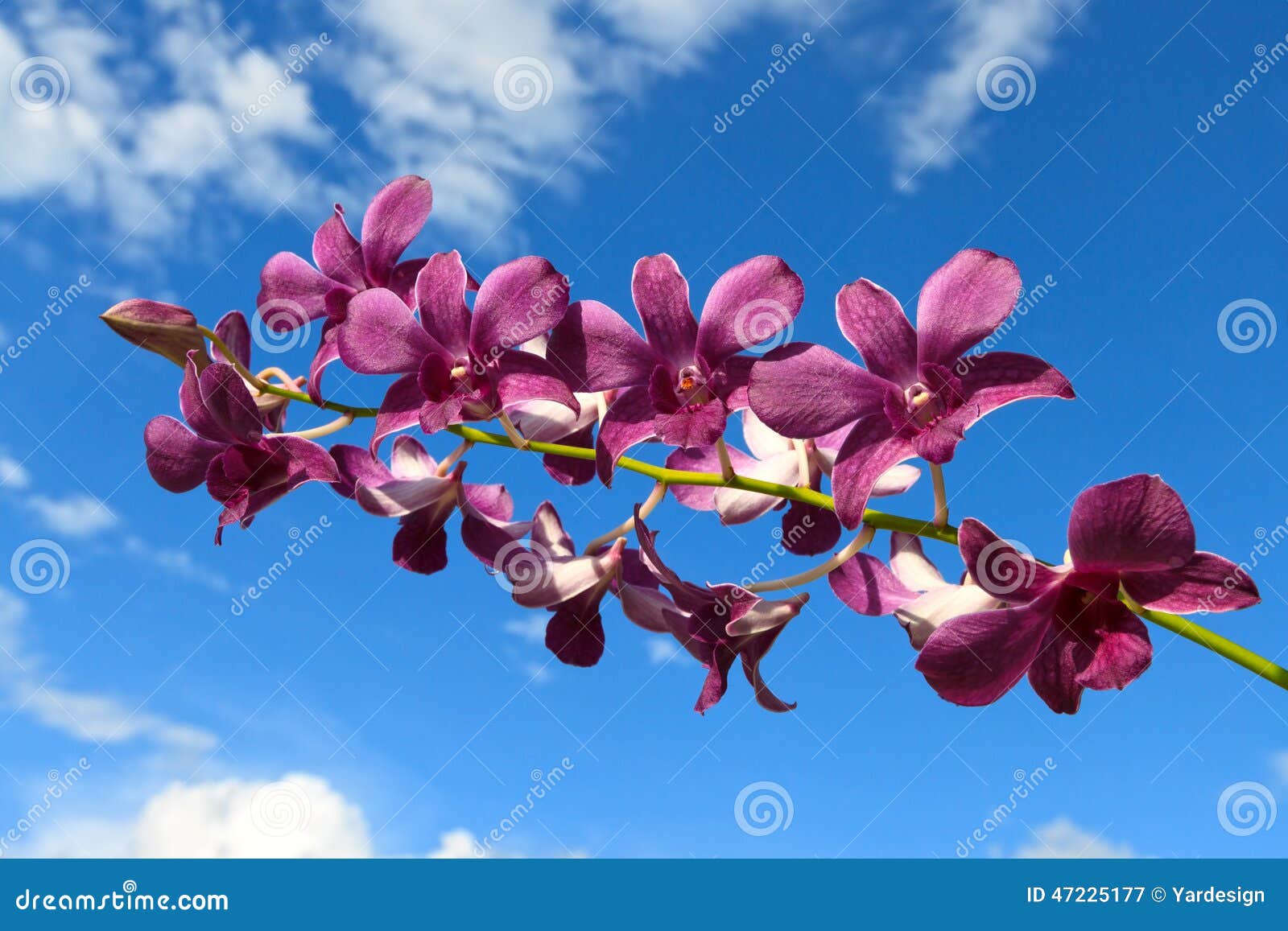 Purple Orchid on a Sky Background with Clouds Stock Image - Image of ...
