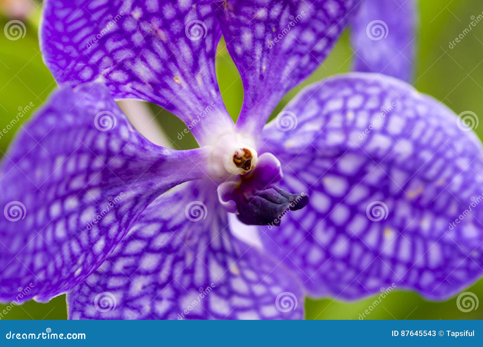 Purple orchid stock image. Image of flora, emvironment - 87645543