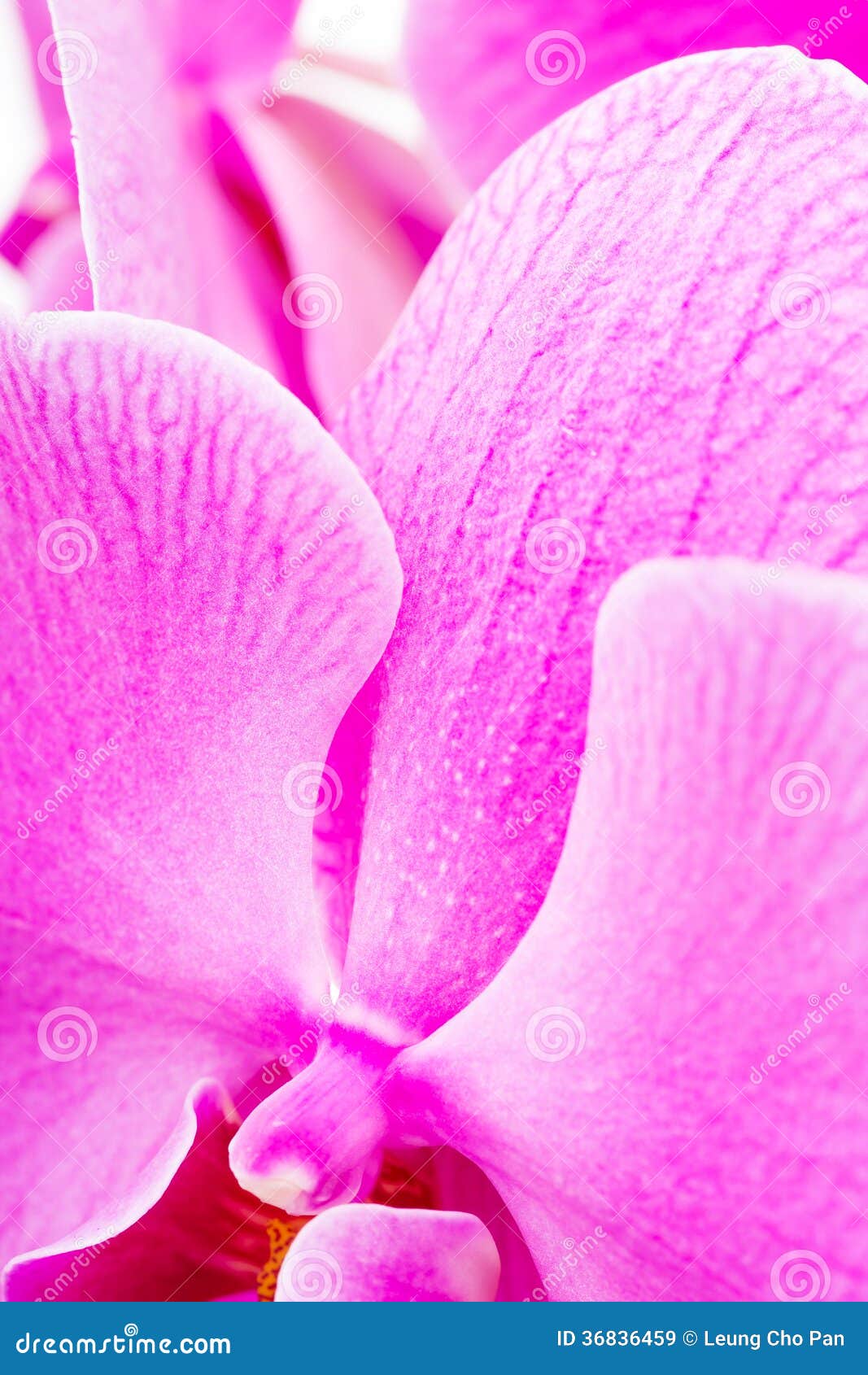 Purple orchid texture stock image. Image of floral, oriental - 36836459